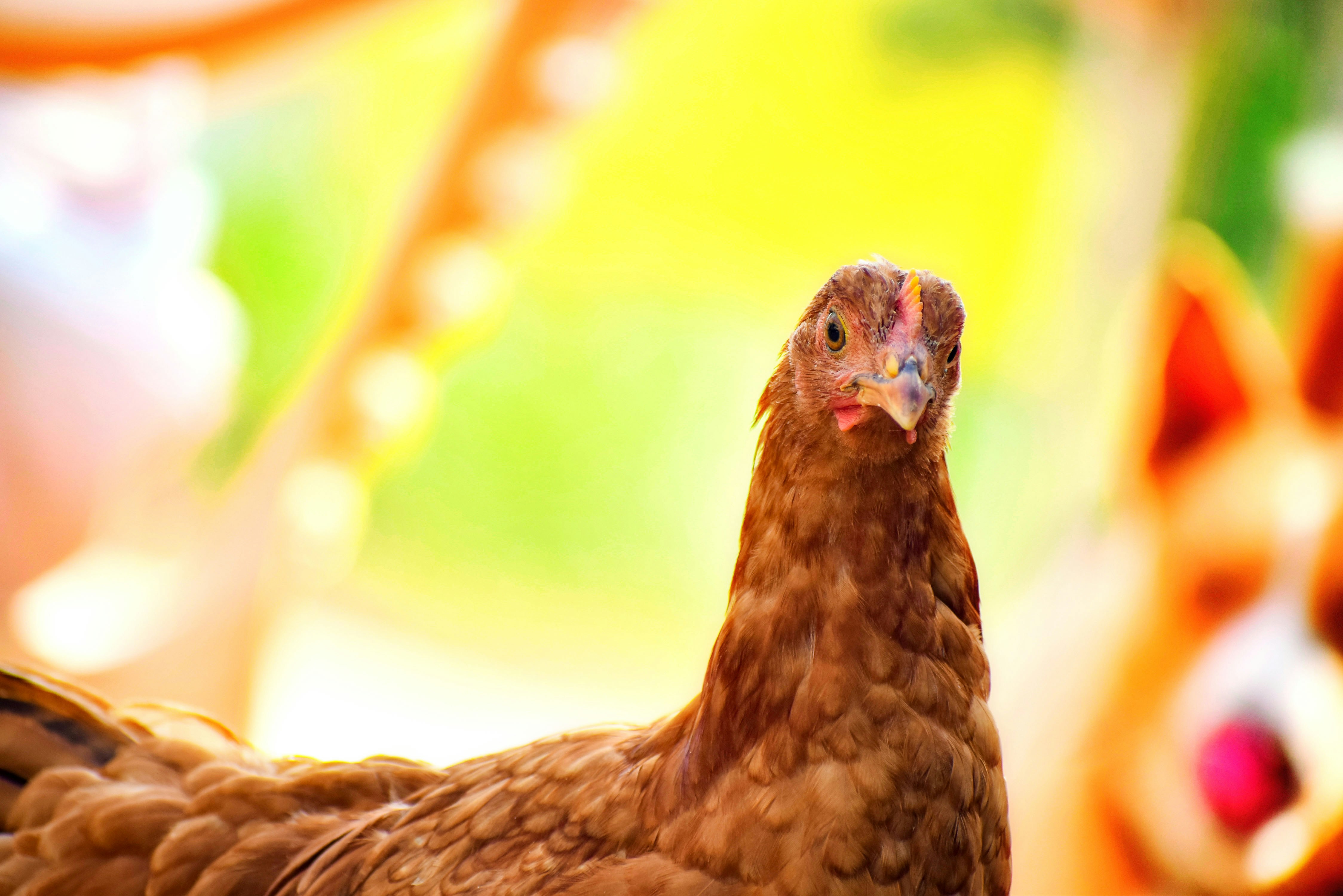 Amber Backlit Hen: A Close-Up Portrait Inside the Sunlit Coop