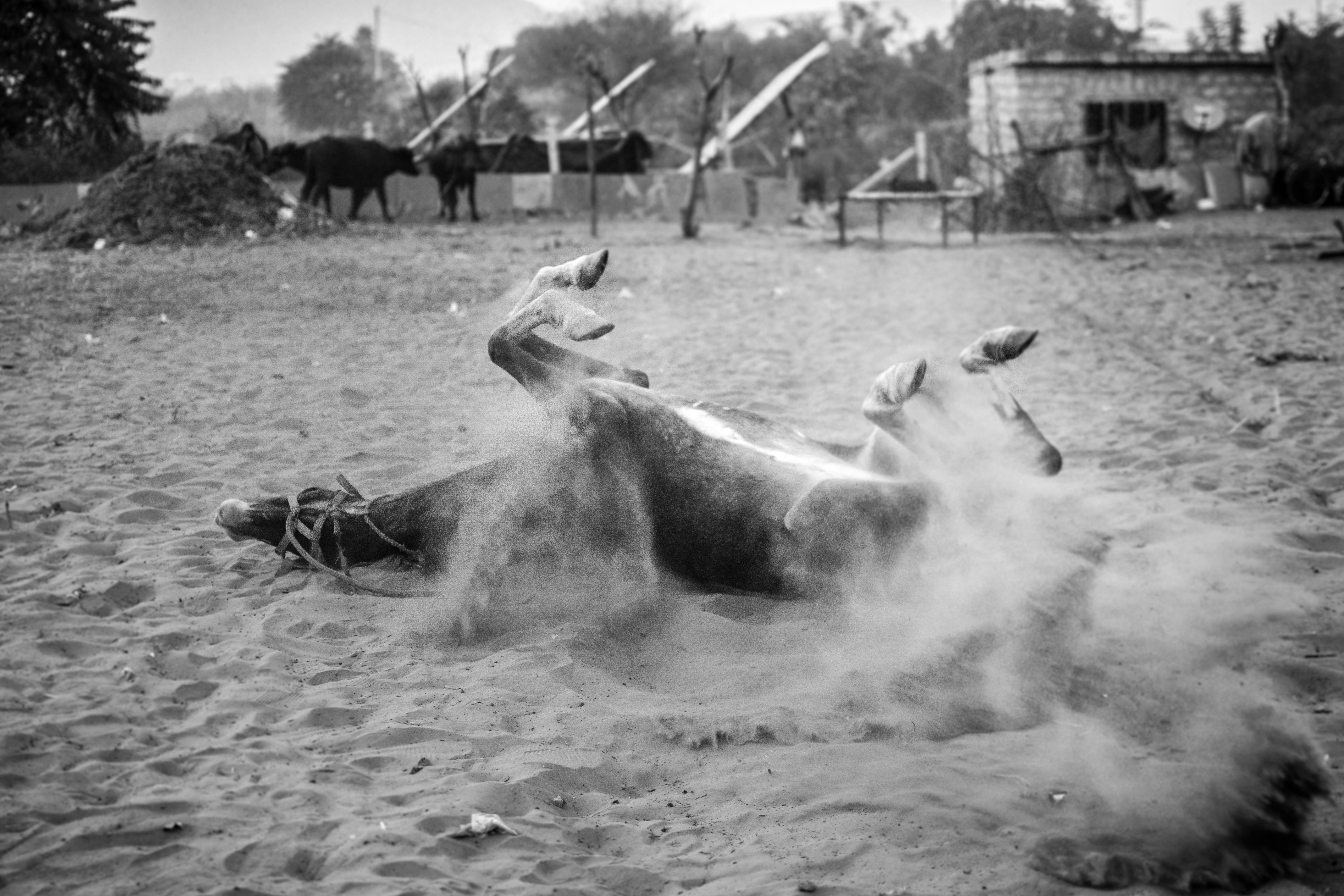 A horse joyfully rolling in the sand, creating a cloud of dust, with a rustic backdrop of other horses and farm structures.