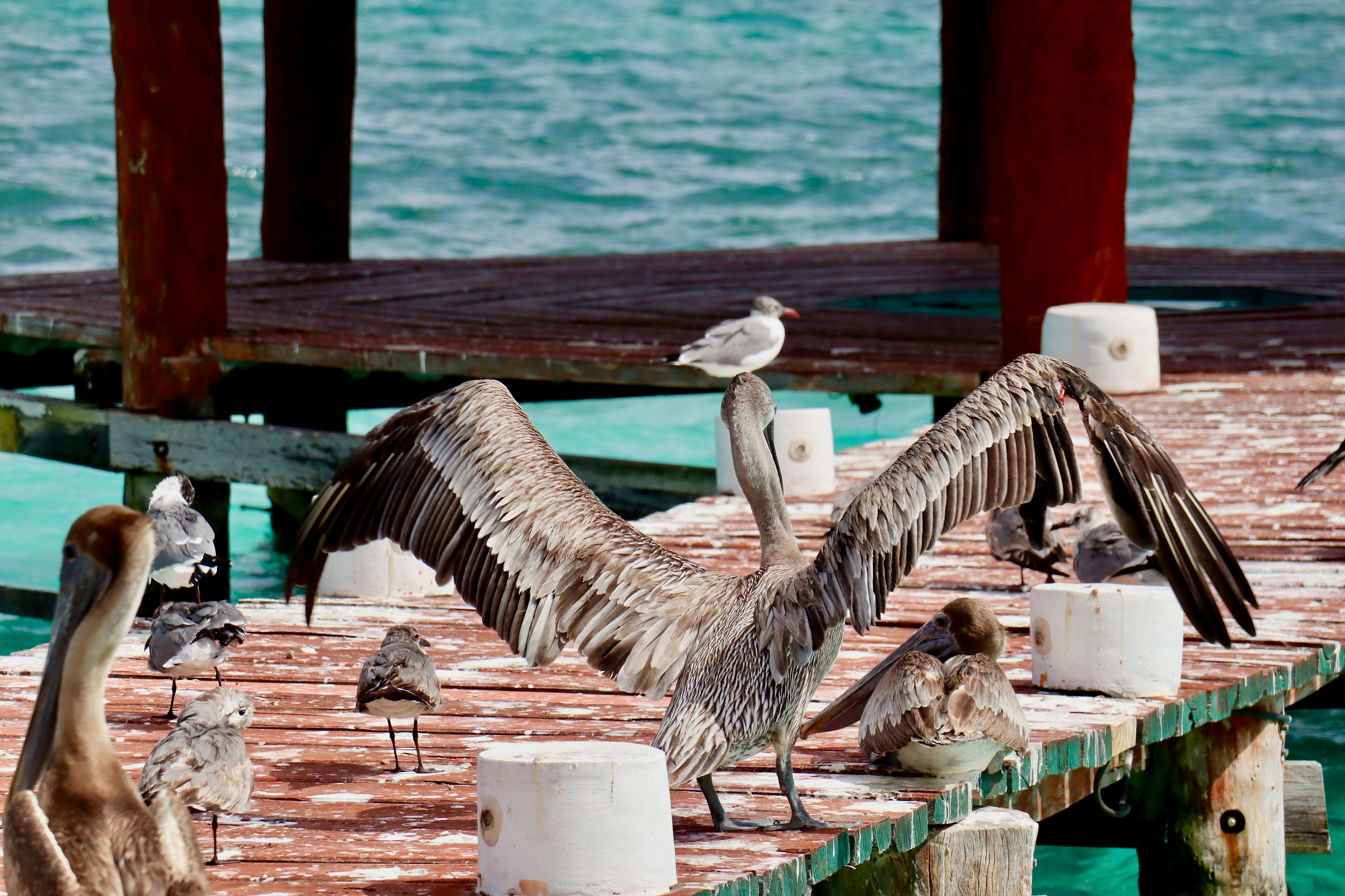 Winged Standstill on a Weathered Pier