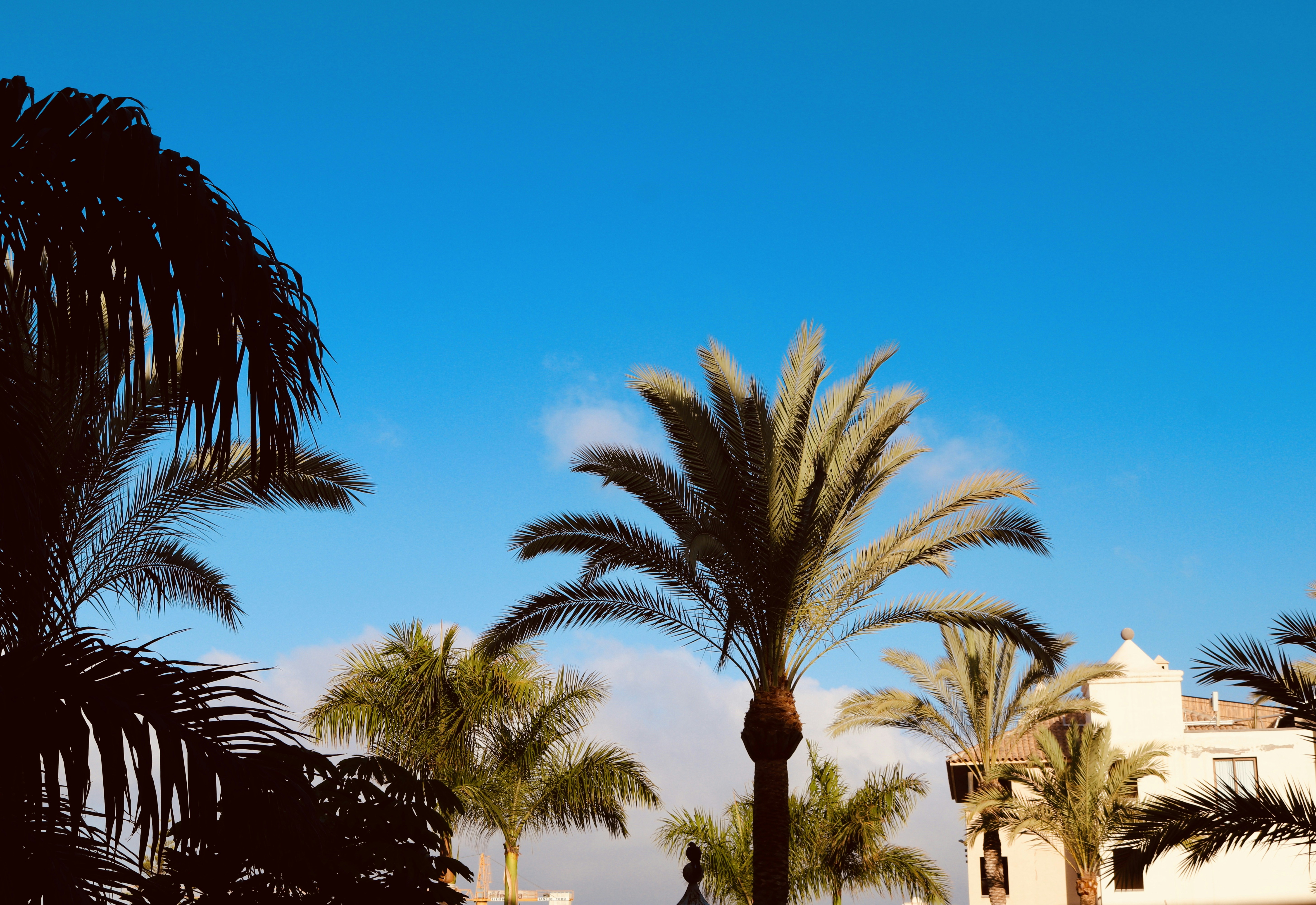 Palm trees reaching toward a clear blue sky with a building in the background.