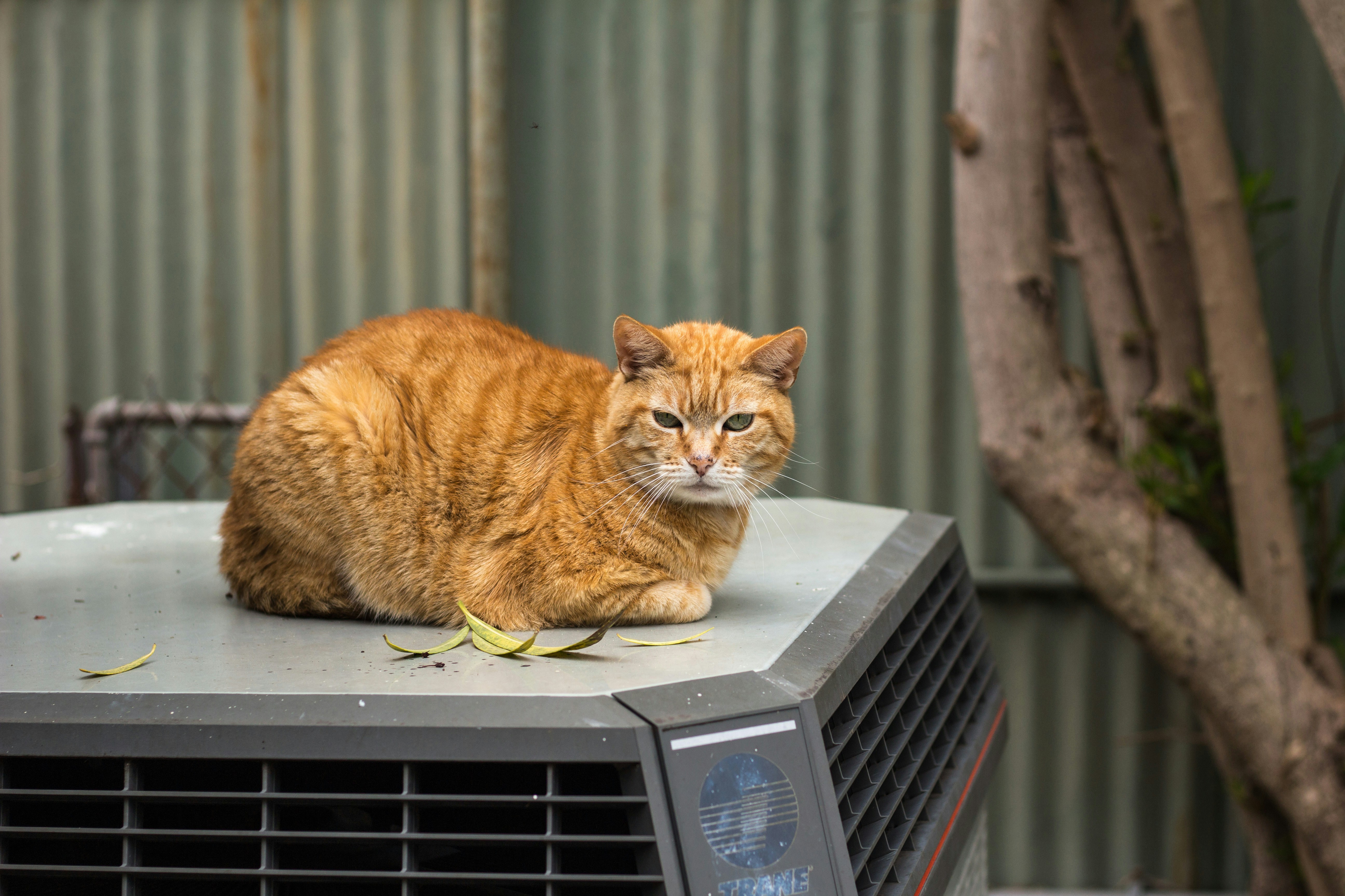 Amber Tabby Perched on a Weathered Metal Throne in a Quiet Back Yard