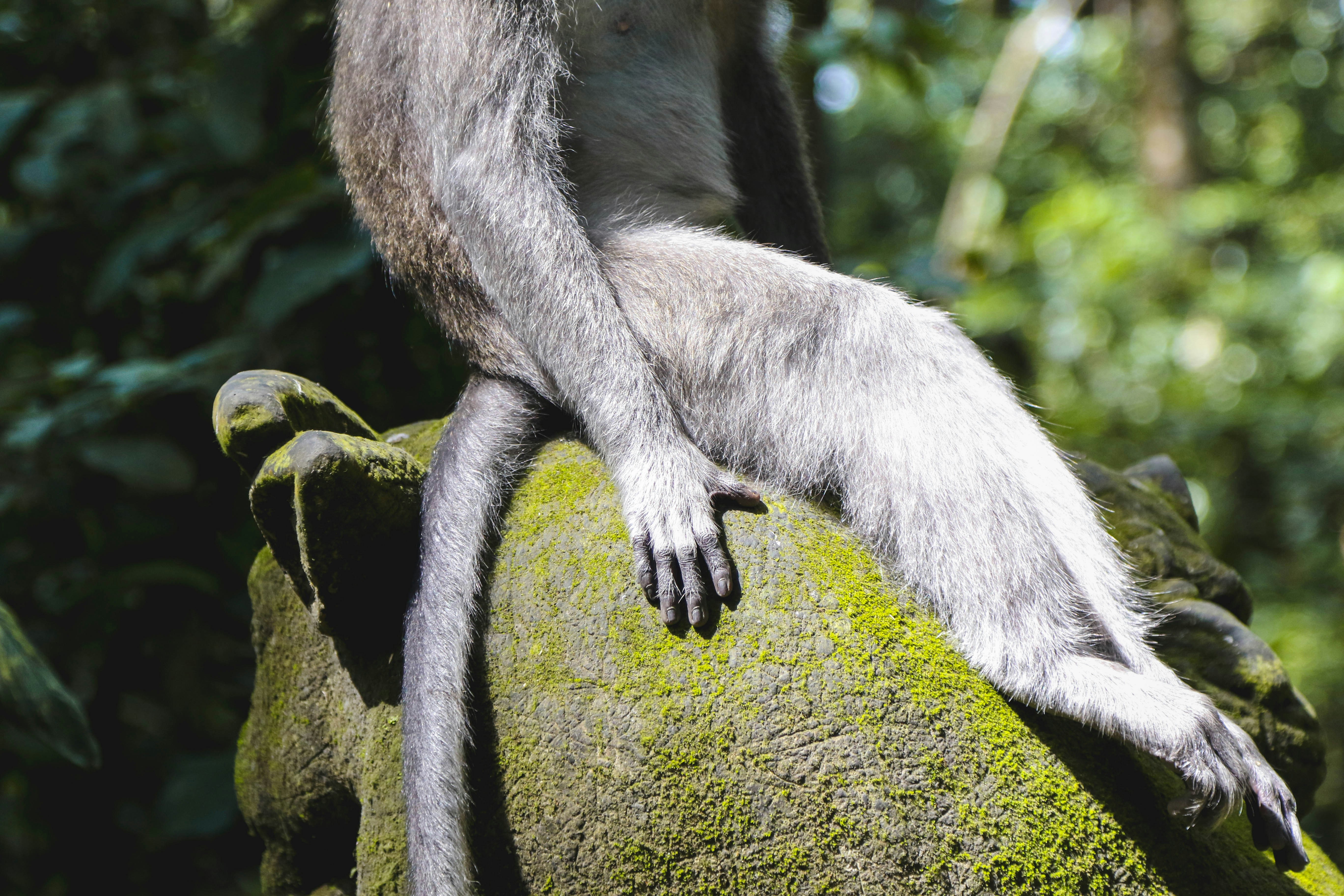 A monkey elegantly perched on a moss-covered stone in a lush forest, showcasing its relaxed demeanor amidst vibrant greenery.
