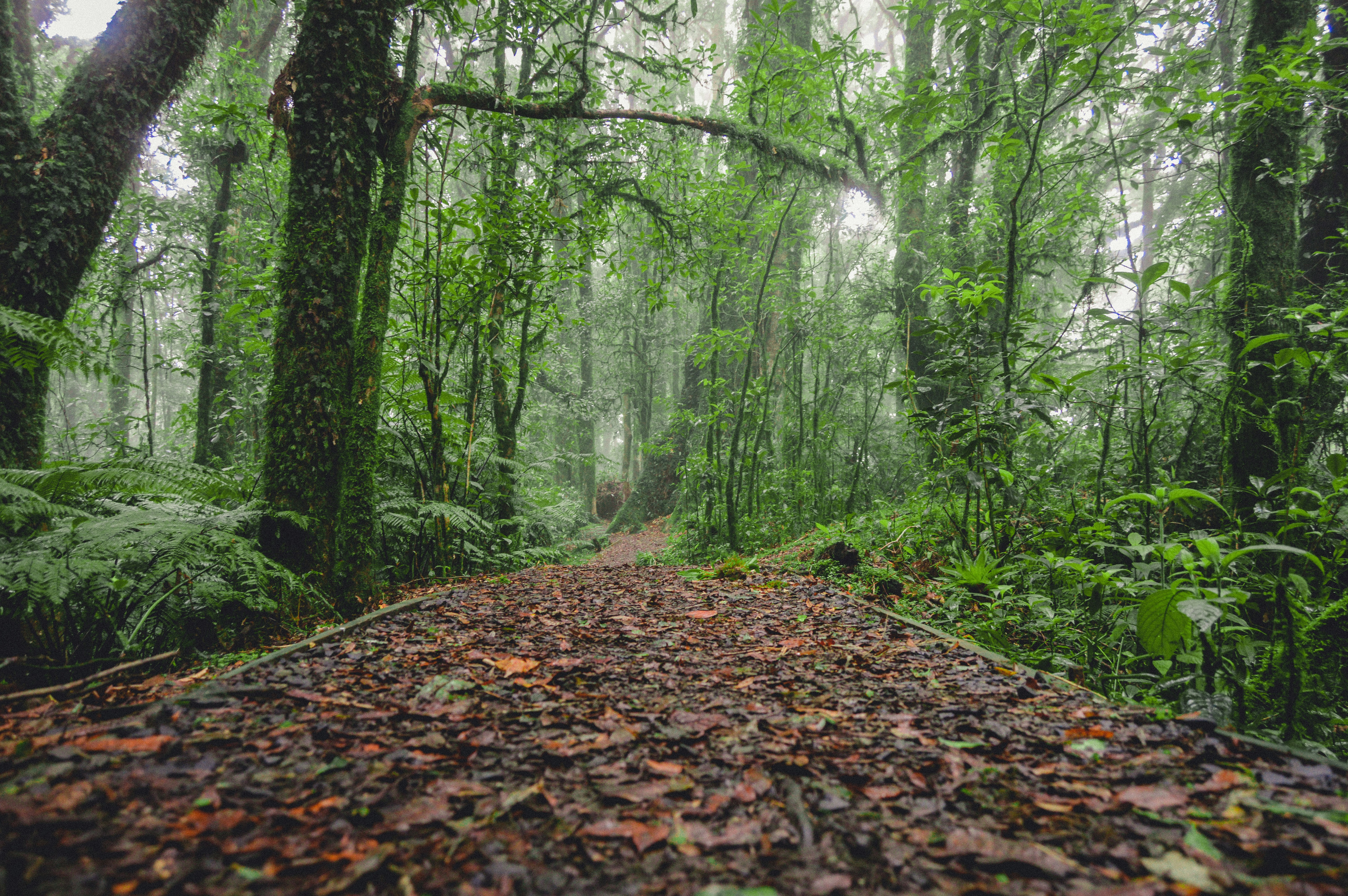 Forest pathways photo photo – Free Grey Image on Unsplash