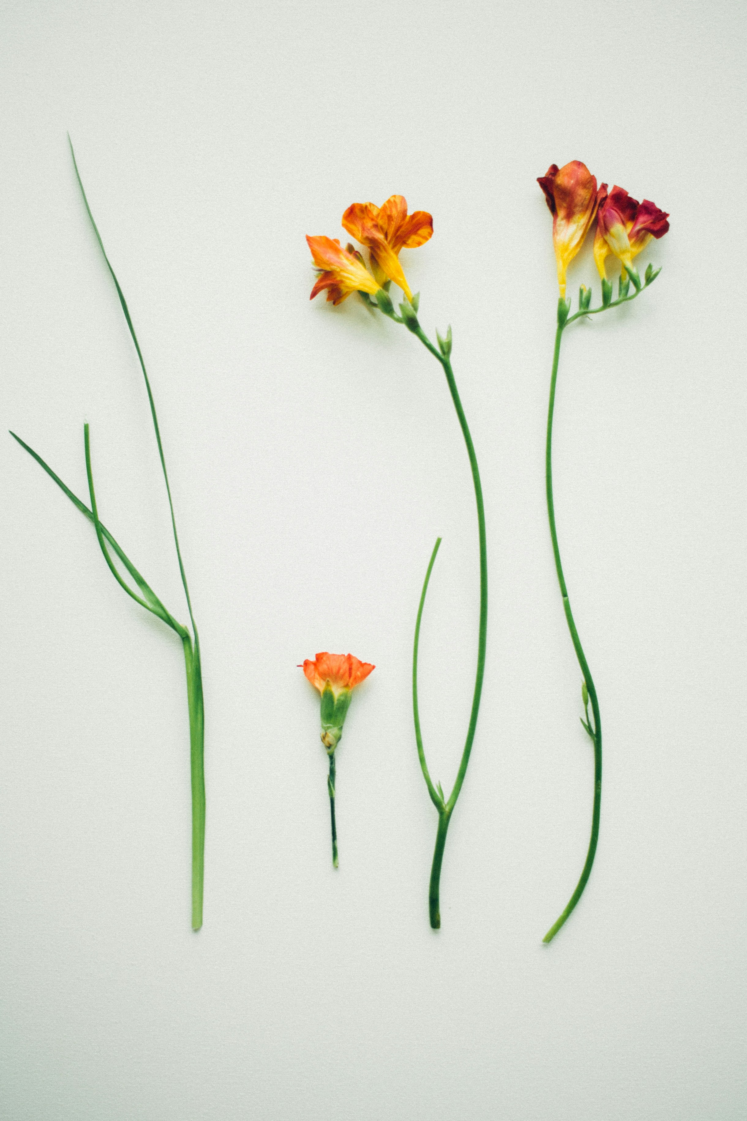 Arrangement of colorful flowers and green stems against a minimalist background, showcasing the beauty of nature's design.