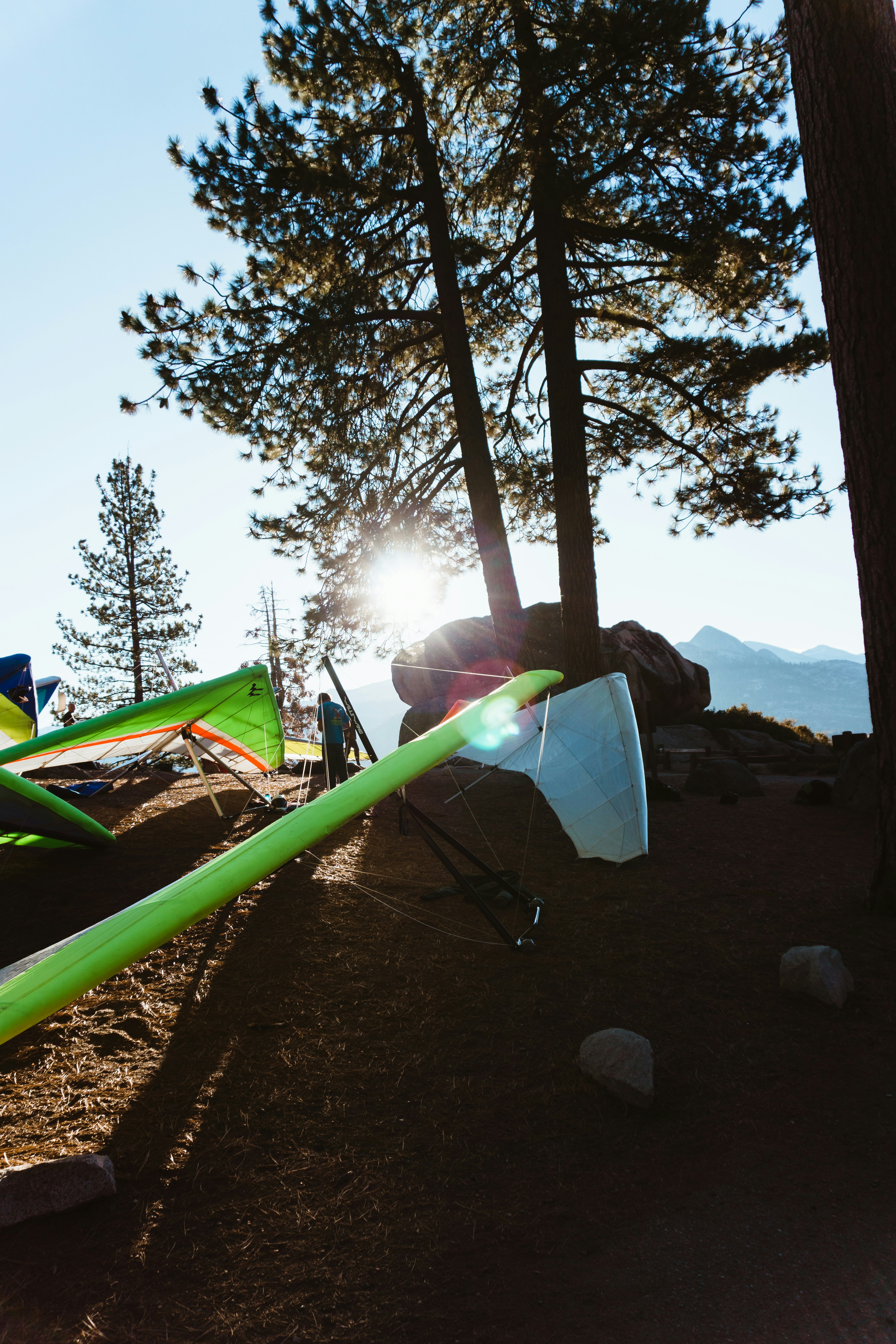 Neon Wings Among Pines: A Sunlit Campsite Snapshot