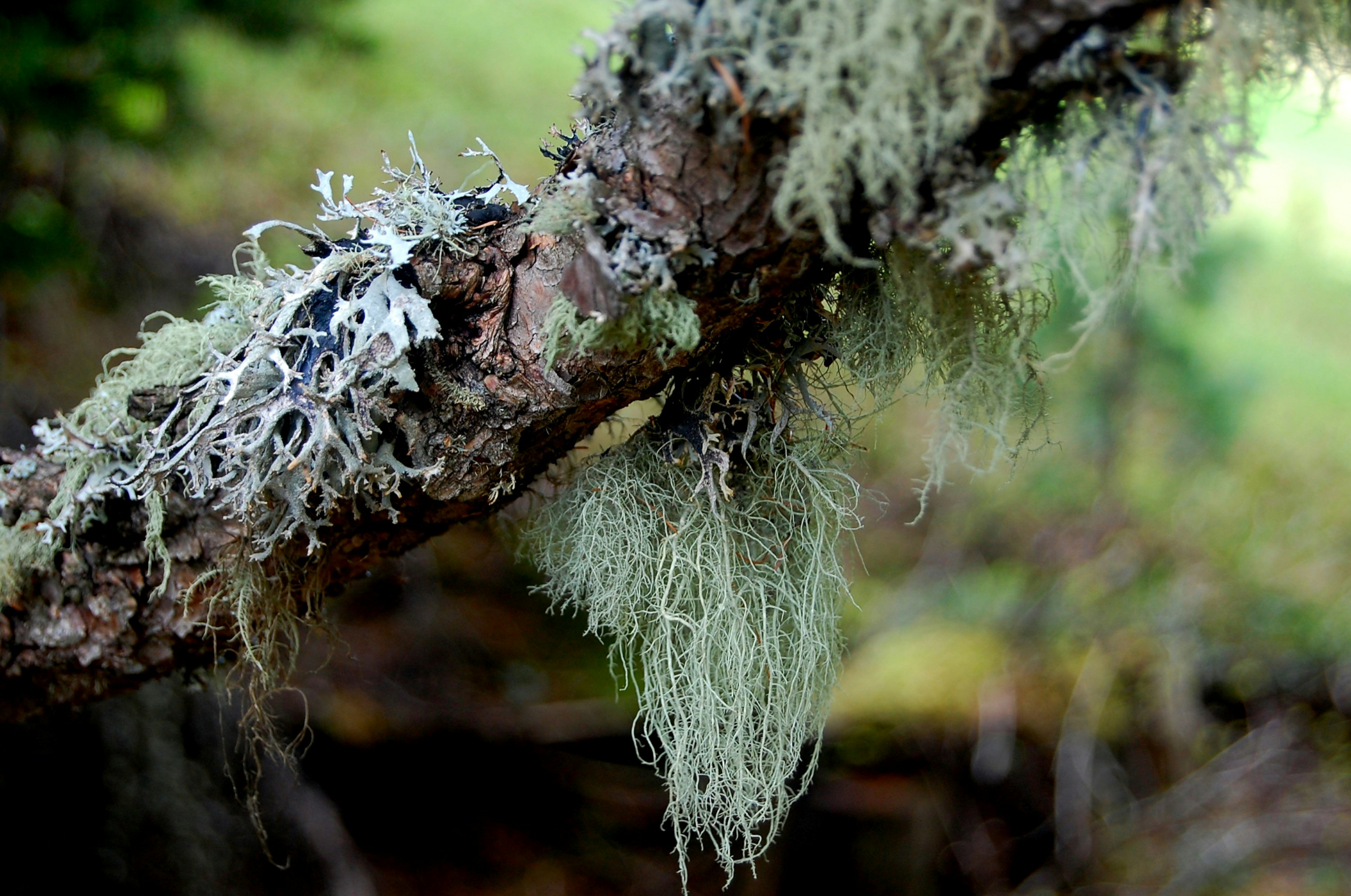 Close-up of a moss-covered branch showcasing various lichen species. The intricate textures and colors highlight the beauty of nature's small details.