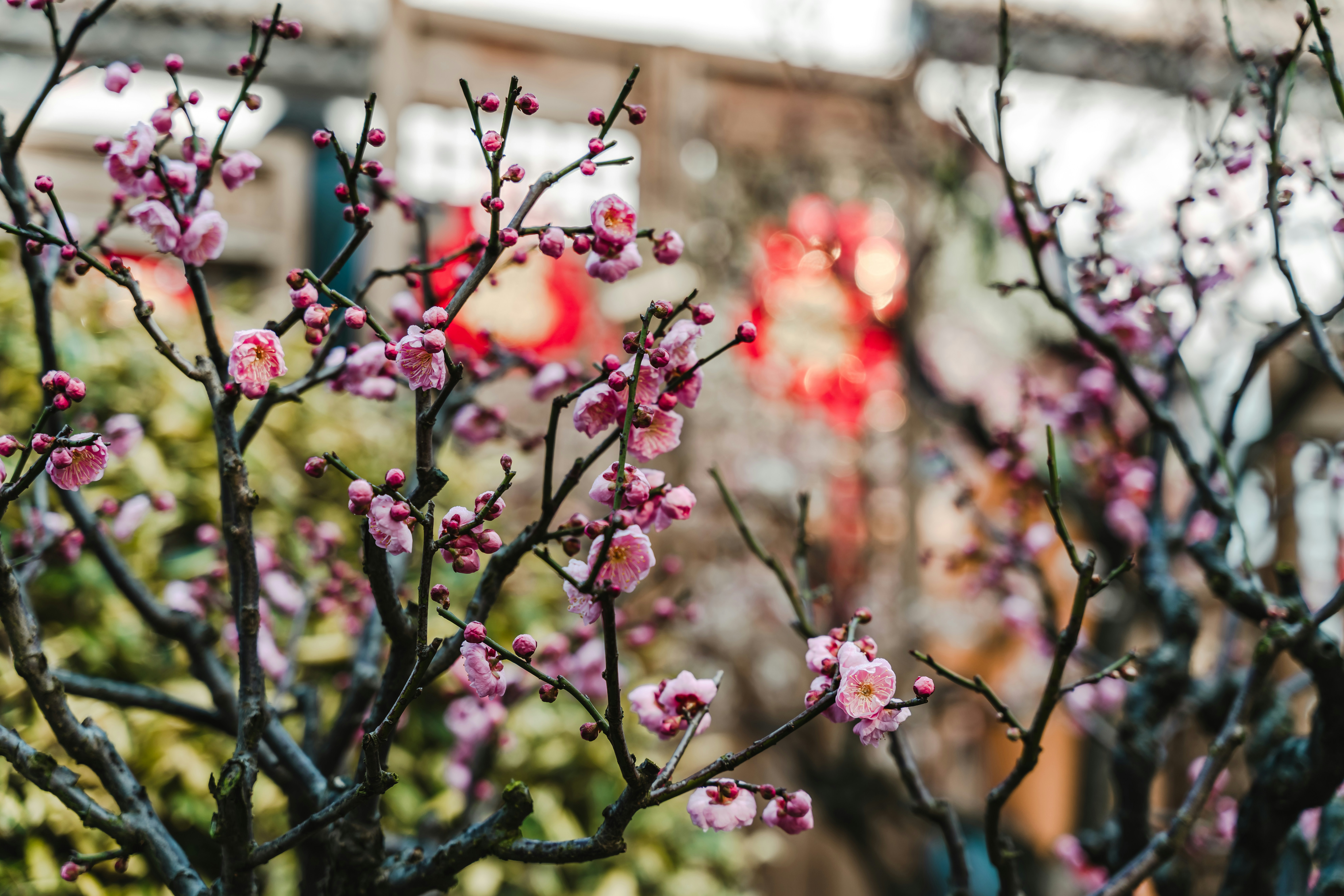 Pink Bloom Chorus: A Quiet Spring Moment in Sharp Focus