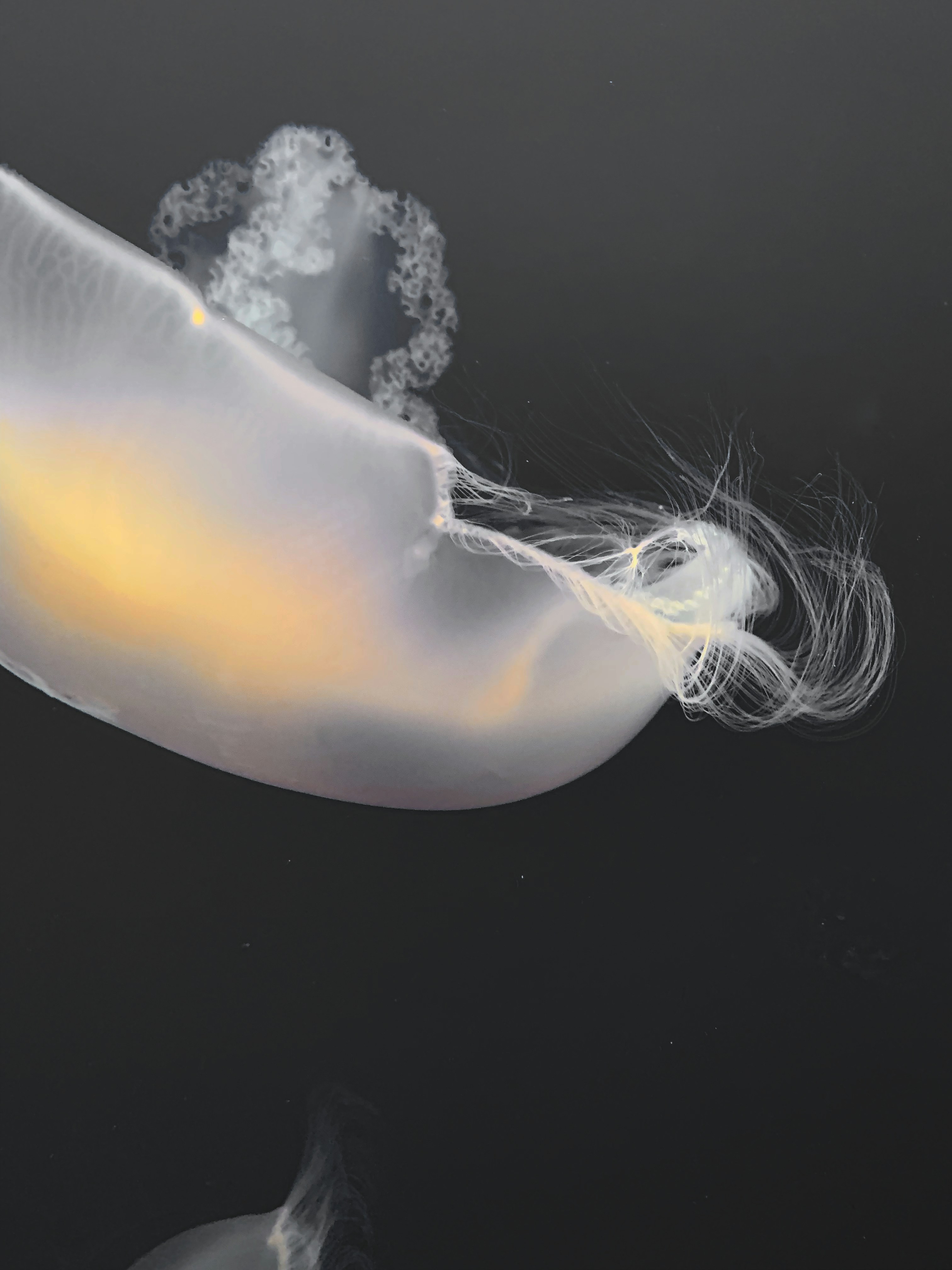 Jelly Laminar: A Neon-Glow Drift in Quiet Darkness