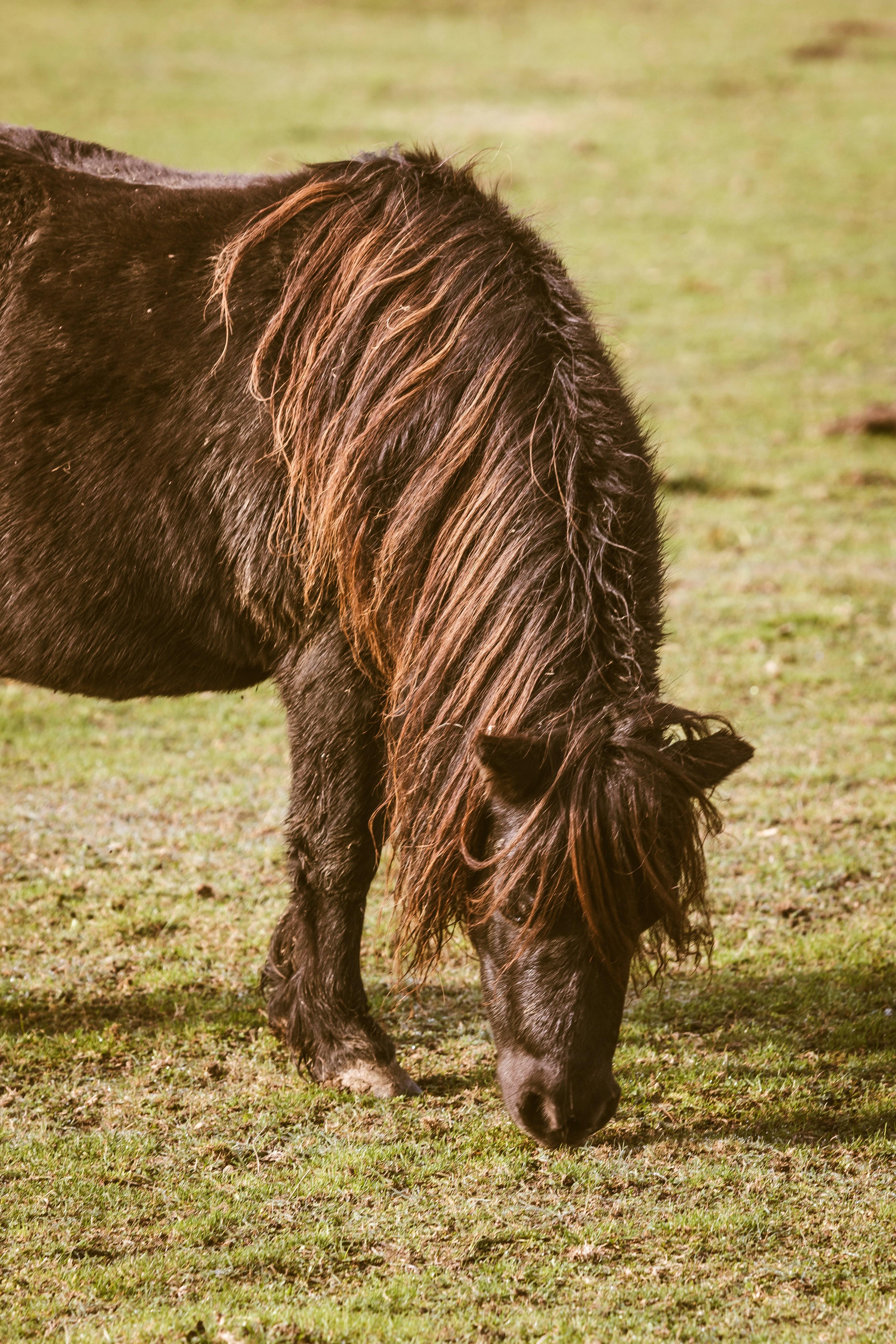 brown pony eating grass