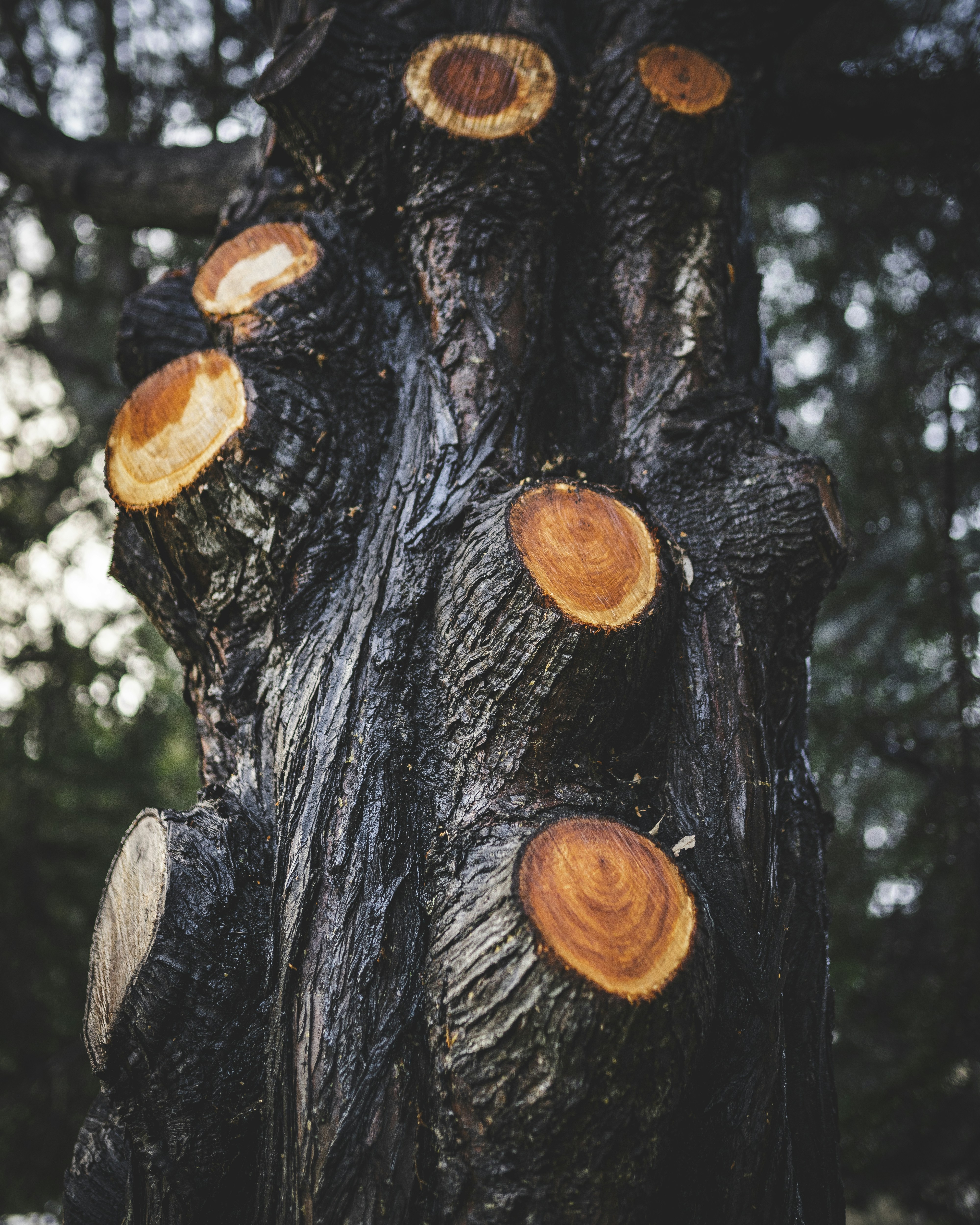 Orange-circled Cut Ends on a Dark Bark Trunk