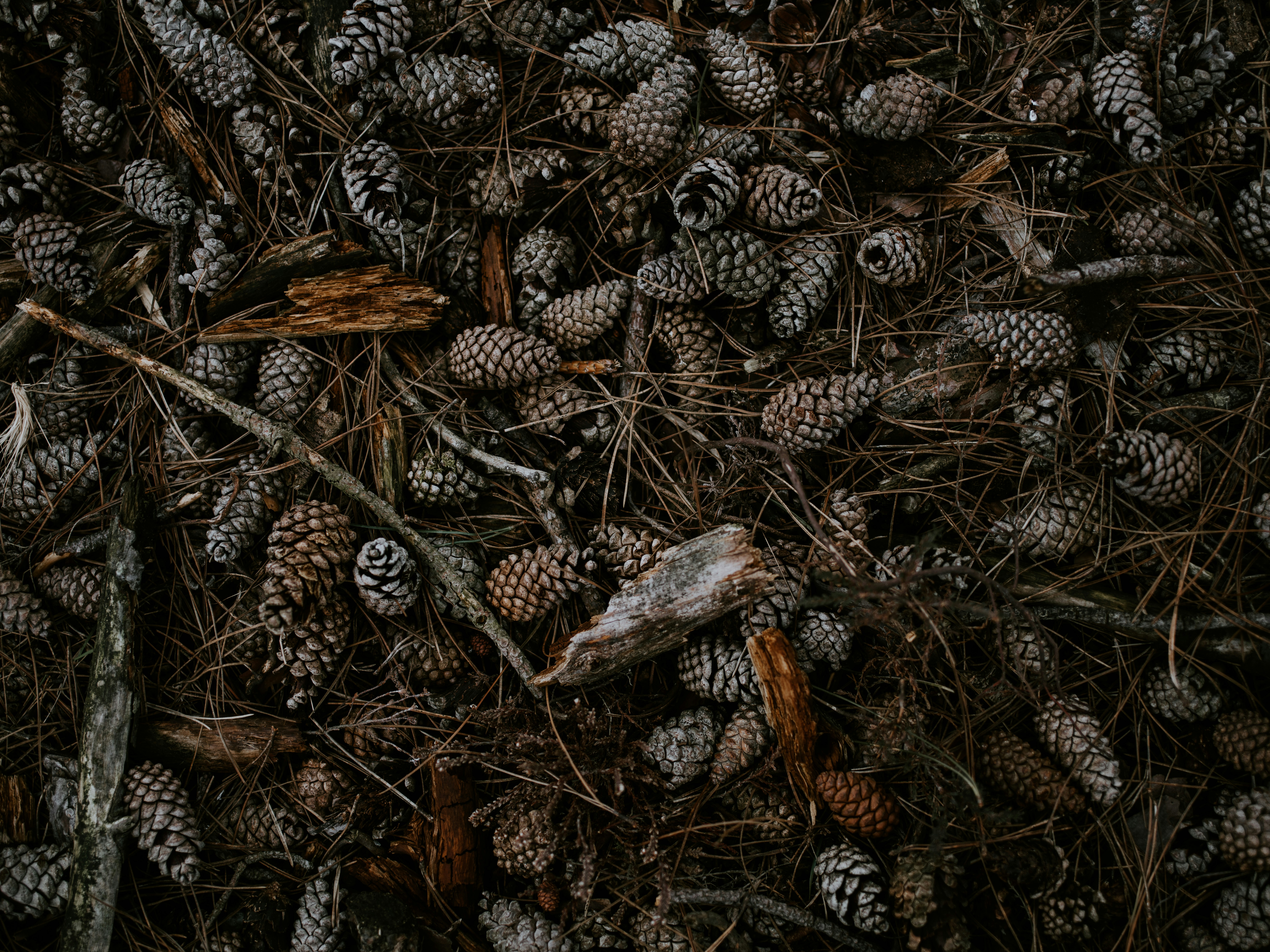 Photo by Annie Spratt with Ricoh PENTAX 645Z