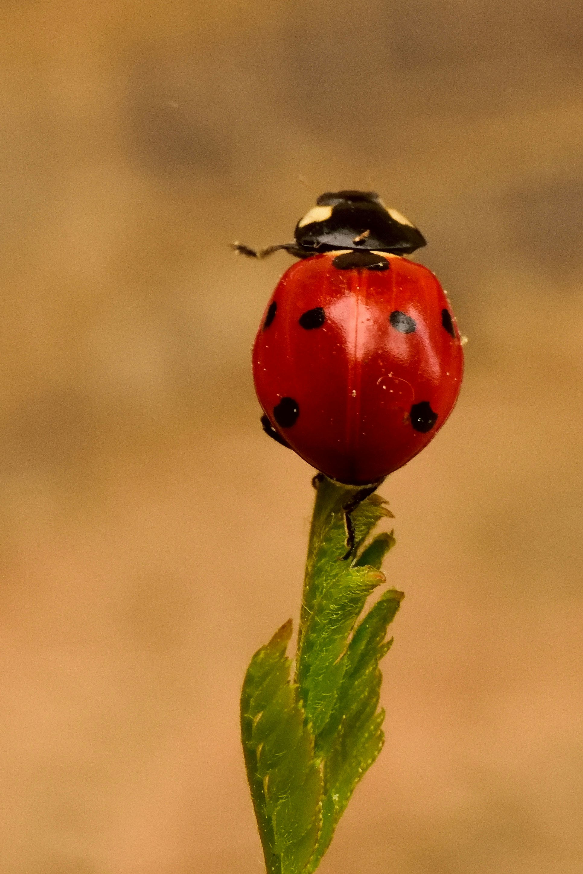 Crimson Ladybug on a Verdant Stem Against a Warm Amber Blur