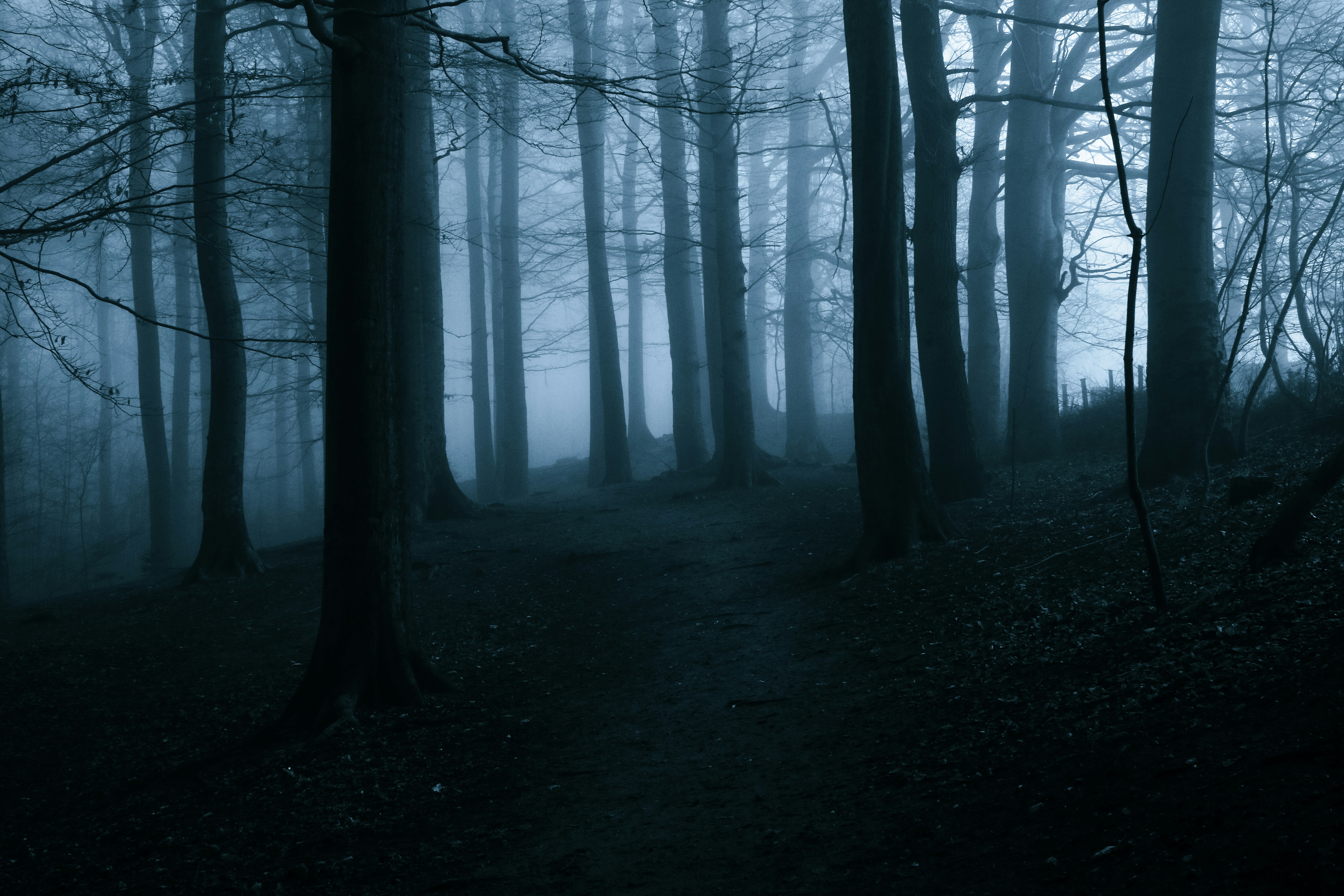 Forst Pictures | Download Free Images on Unsplash