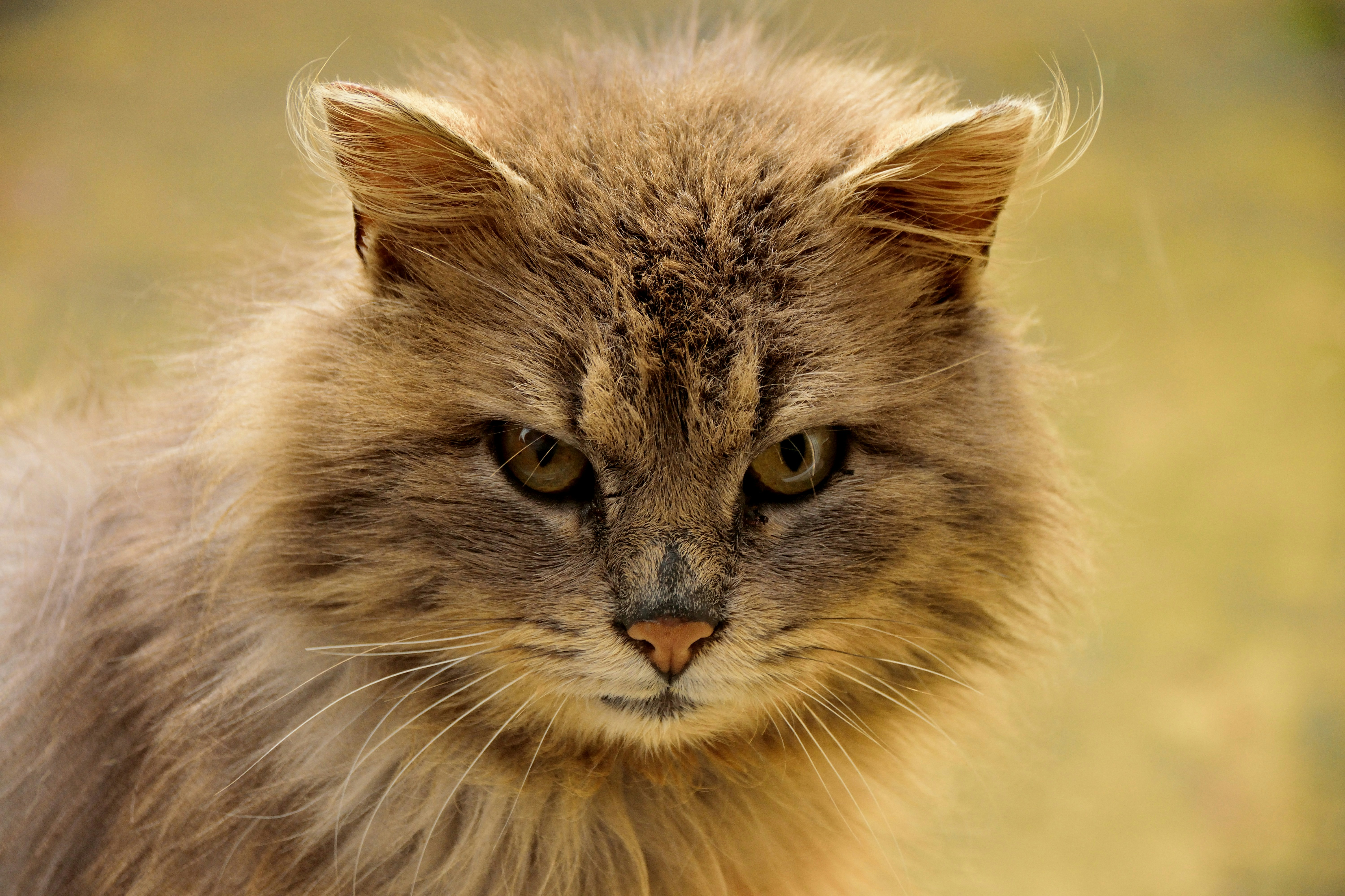 Amber Gaze in Soft Light: Close-Up of a Fluffy Feline