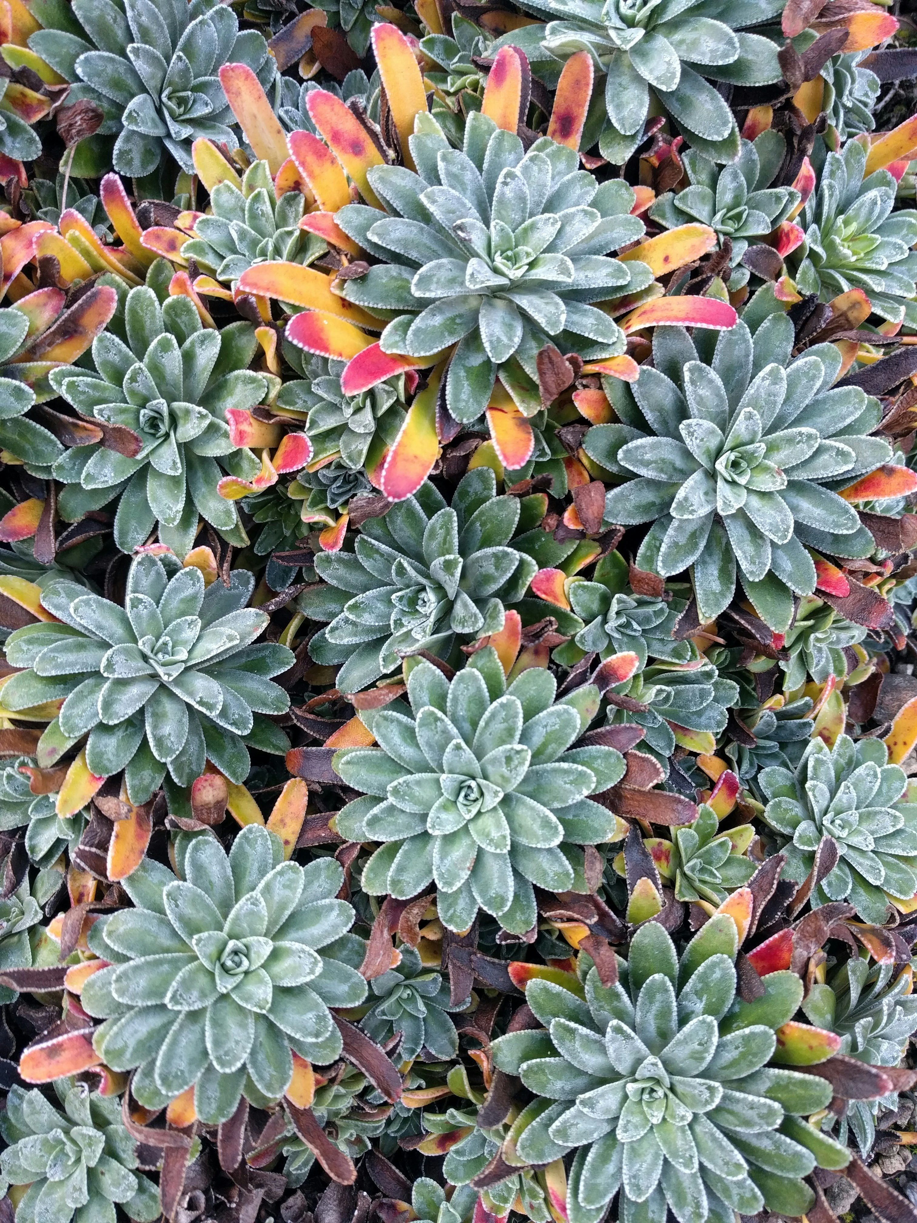 Vibrant clusters of succulents displaying intricate patterns and colors, highlighting their unique textures and shapes.