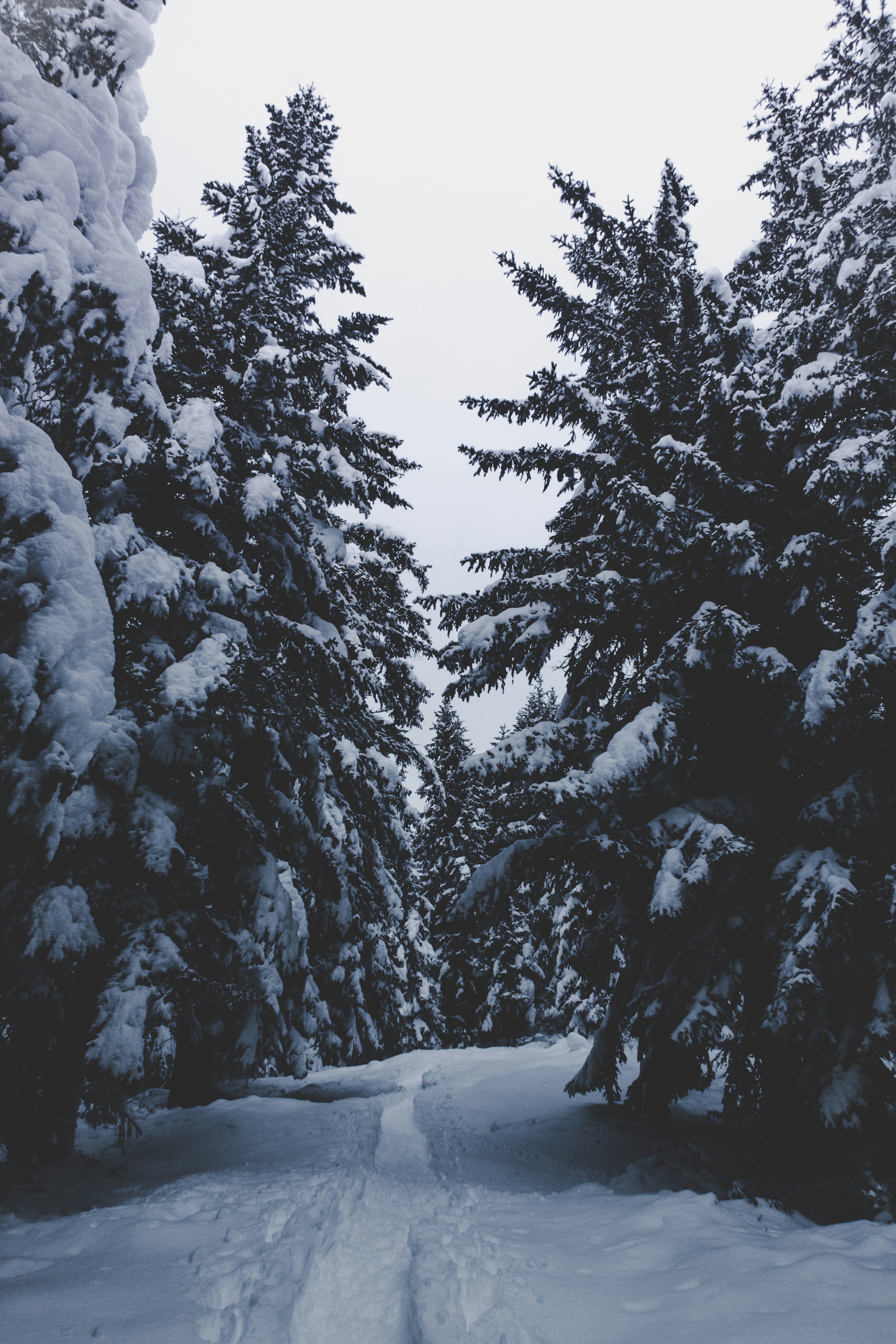 Snow capped pine trees photo – Free Grey Image on Unsplash