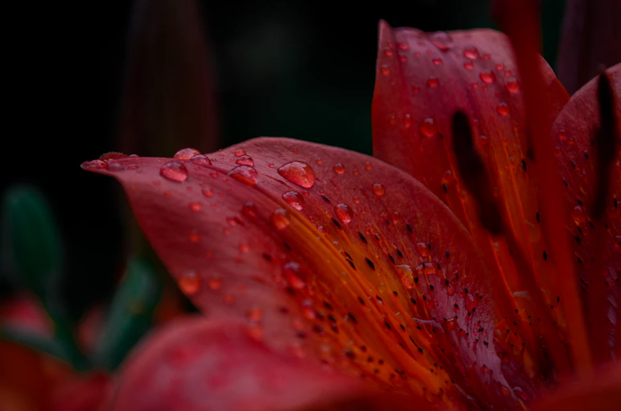 Close-up of a deep red lily petal covered in water droplets, with a dark blurred background. Orange highlights and speckled details show through the bloom.
