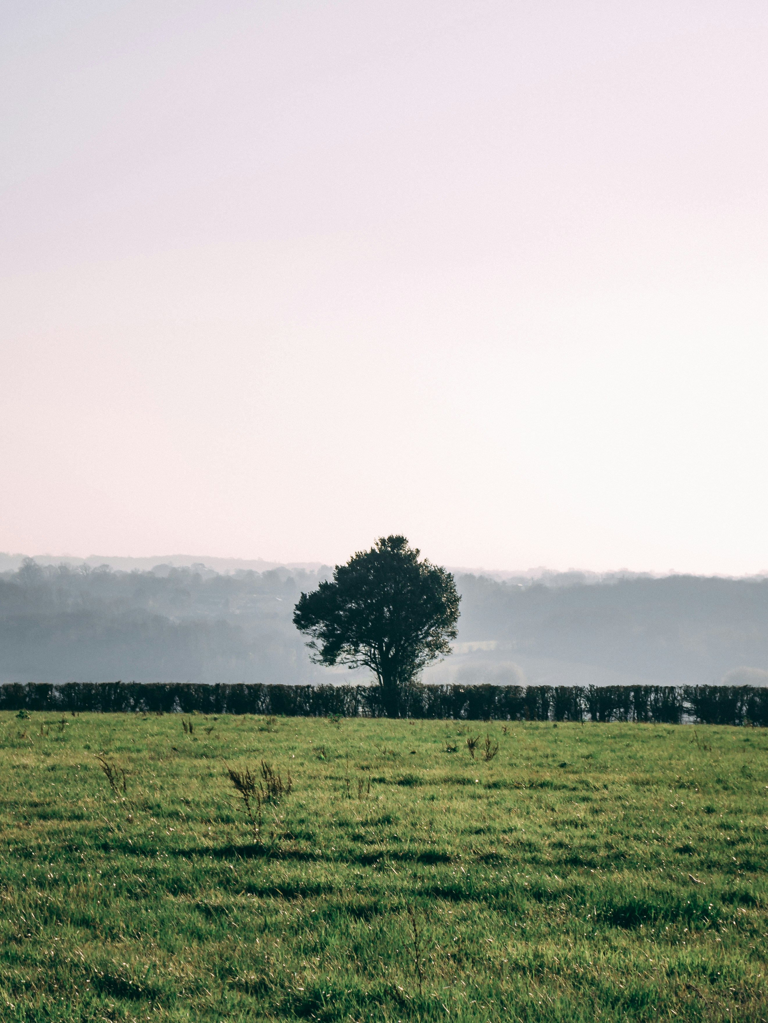 Trees | 24 best free tree, outdoor, plant and field photos on Unsplash