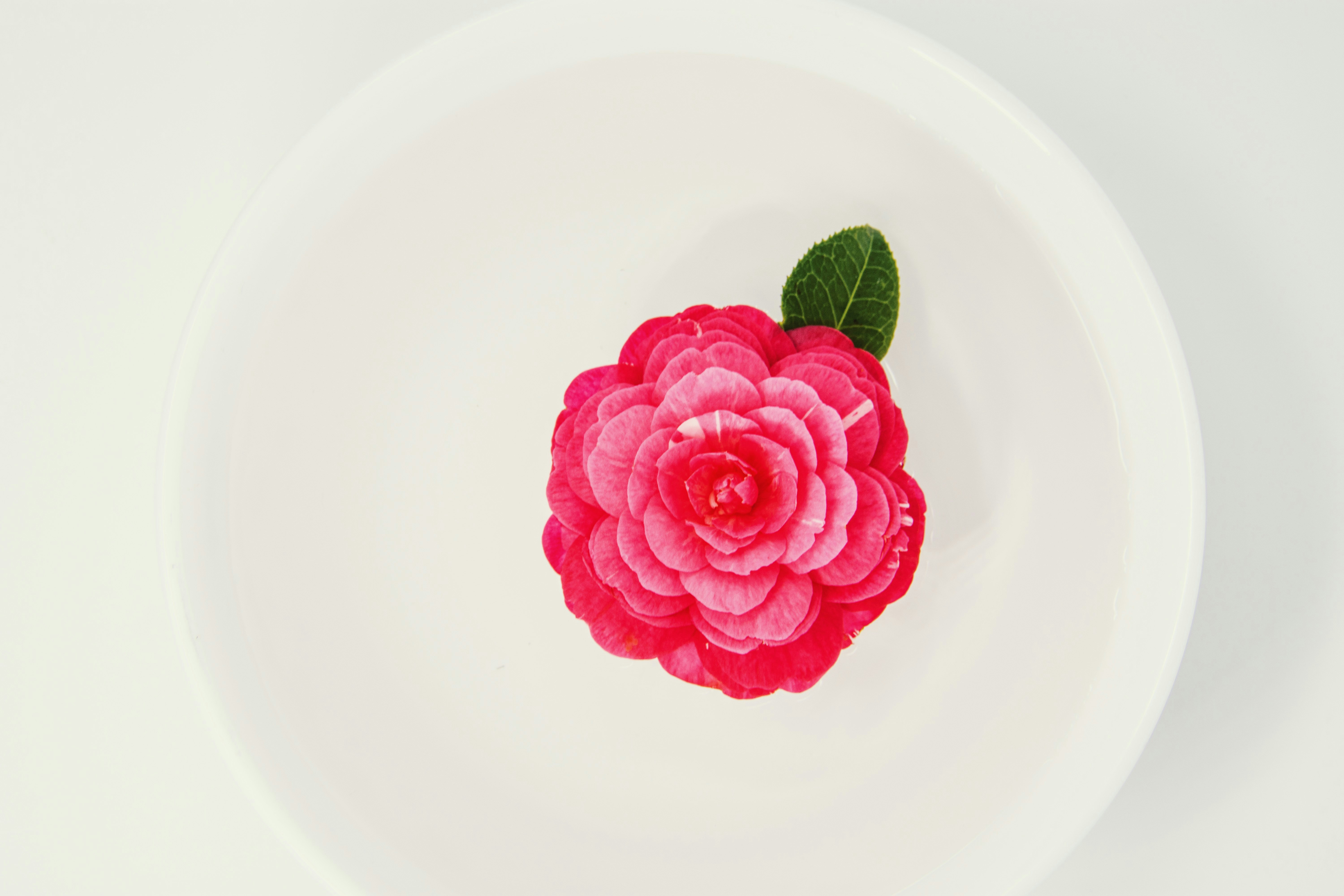 Single Pink Camellia Centered in White Ceramic Plate