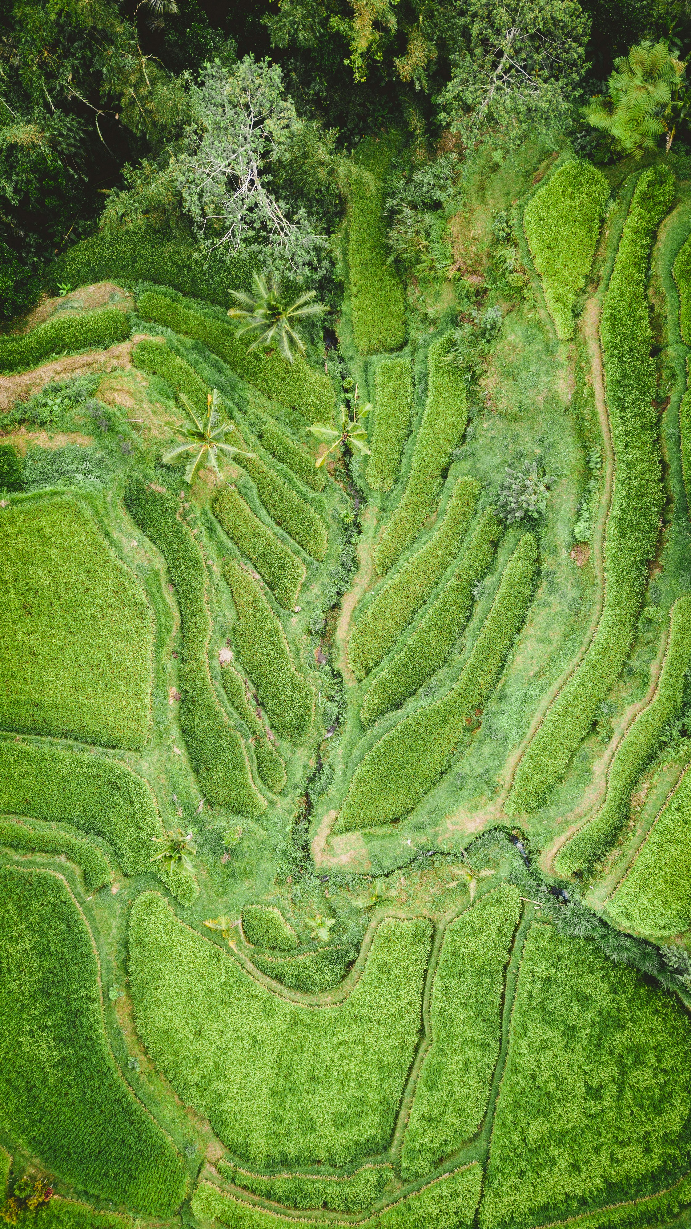 Bird's eye view of grass field photo – Free Plant Image on Unsplash