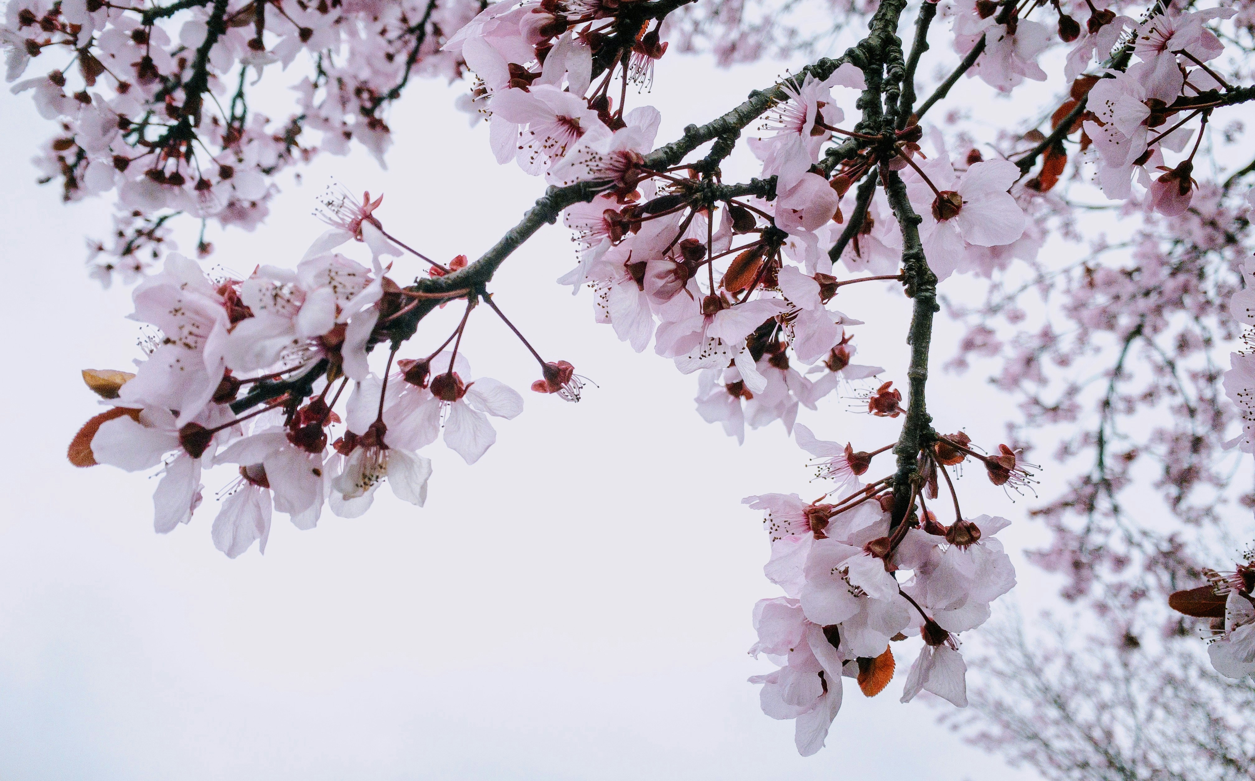 30k+ Spring Trees Pictures | Download Free Images on Unsplash