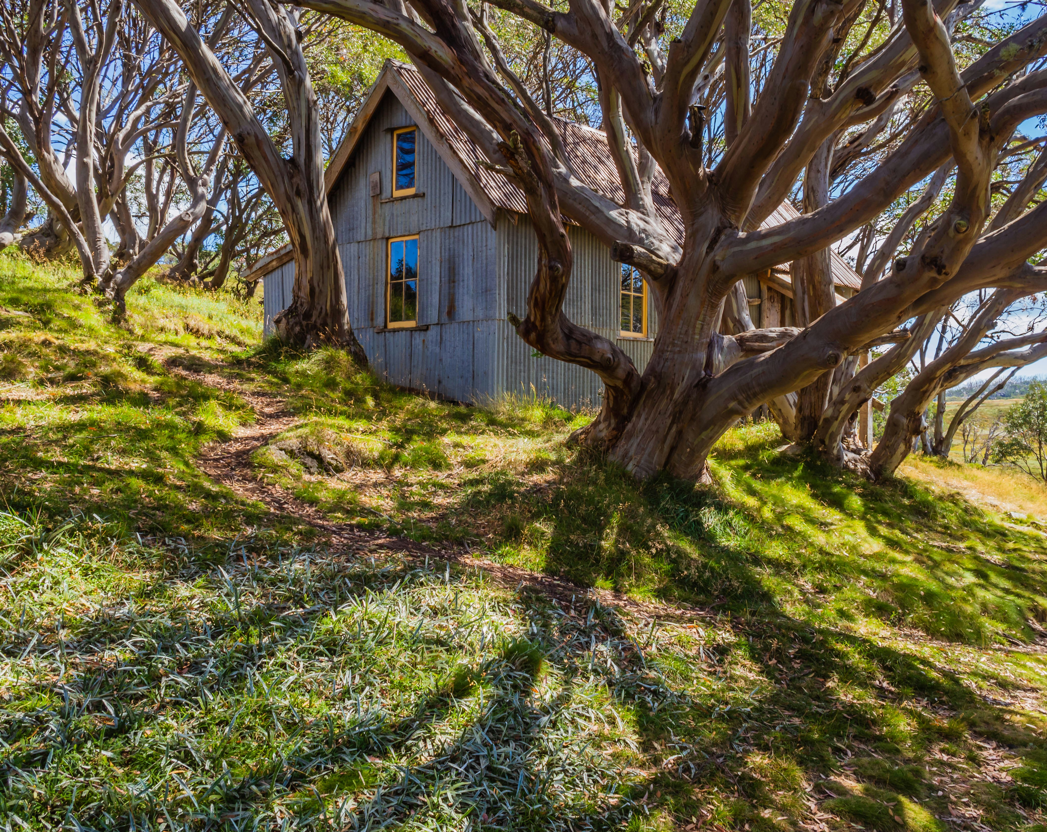 Rustic cottage nestled among twisted trees on a sunlit grassy hill.