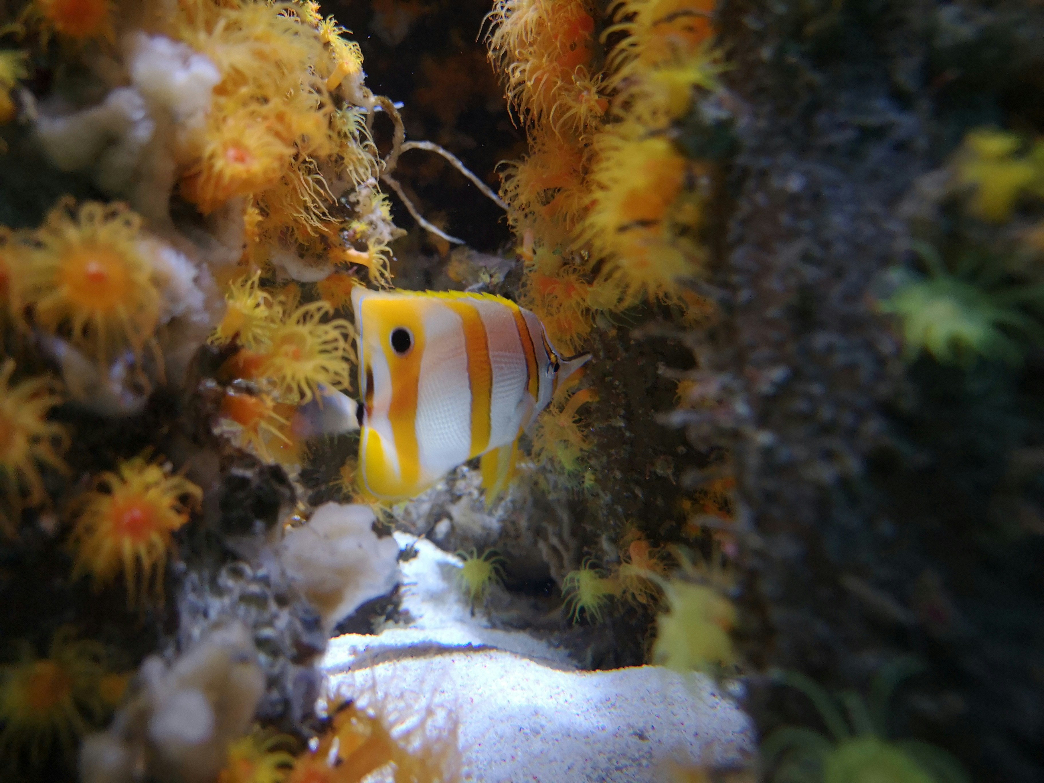 Yellow and white fish nestled among colorful sea anemones.