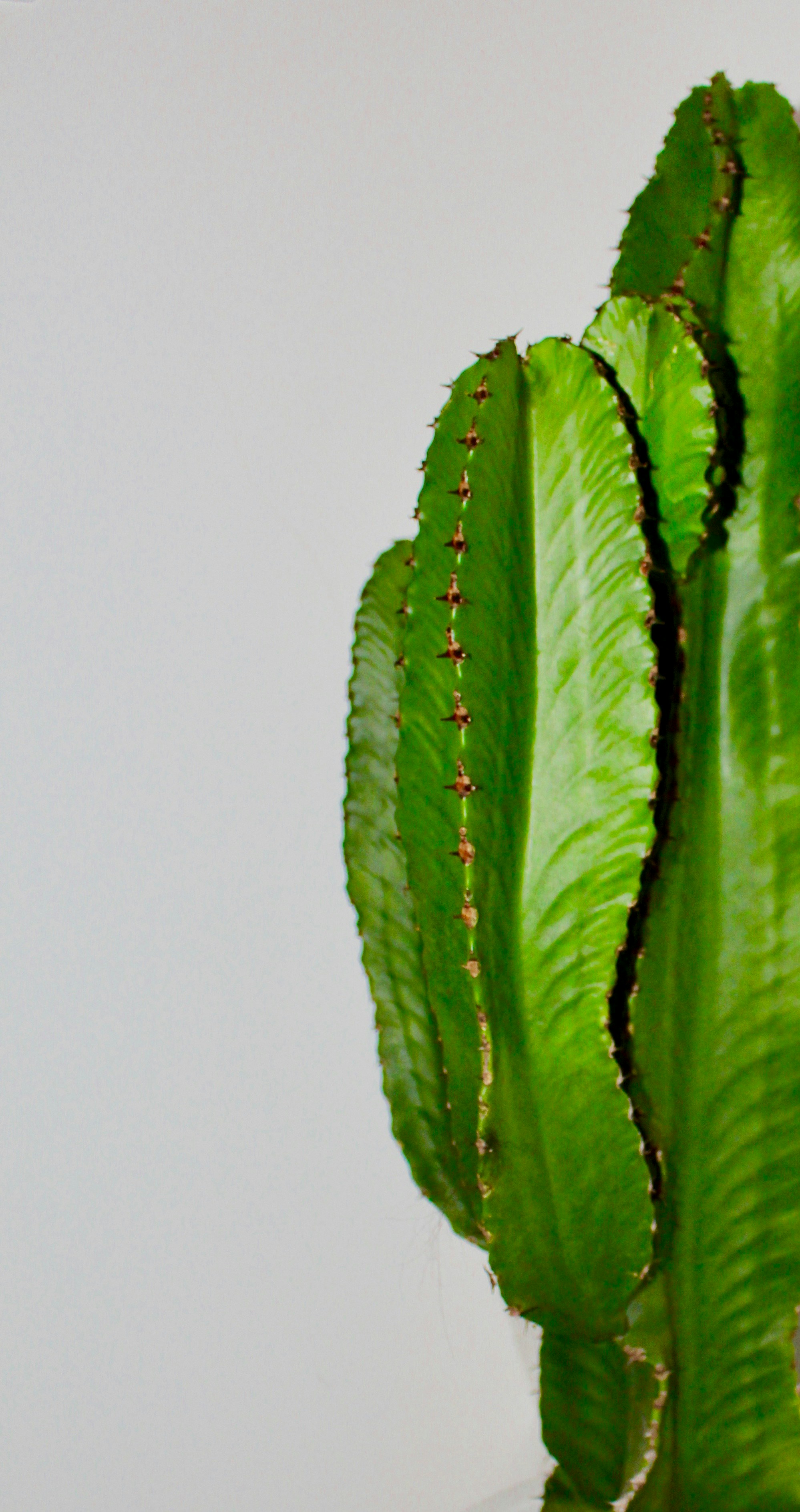 Green Serrations: A Precise Macro Study of Cactus Ribs