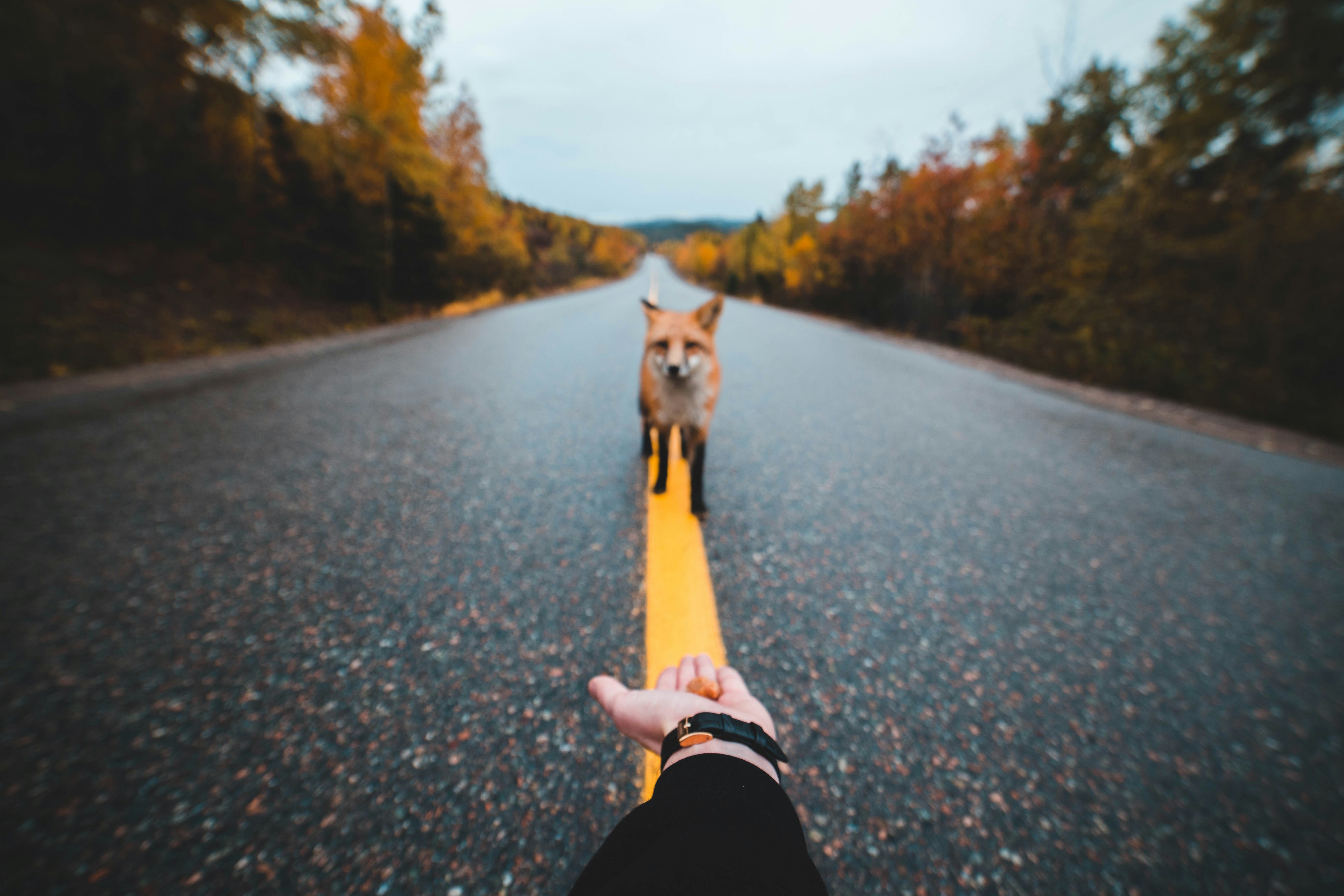 A red fox approaches a hand reaching out on a deserted road, framed by autumn foliage. The scene captures a moment of connection between human and wildlife.