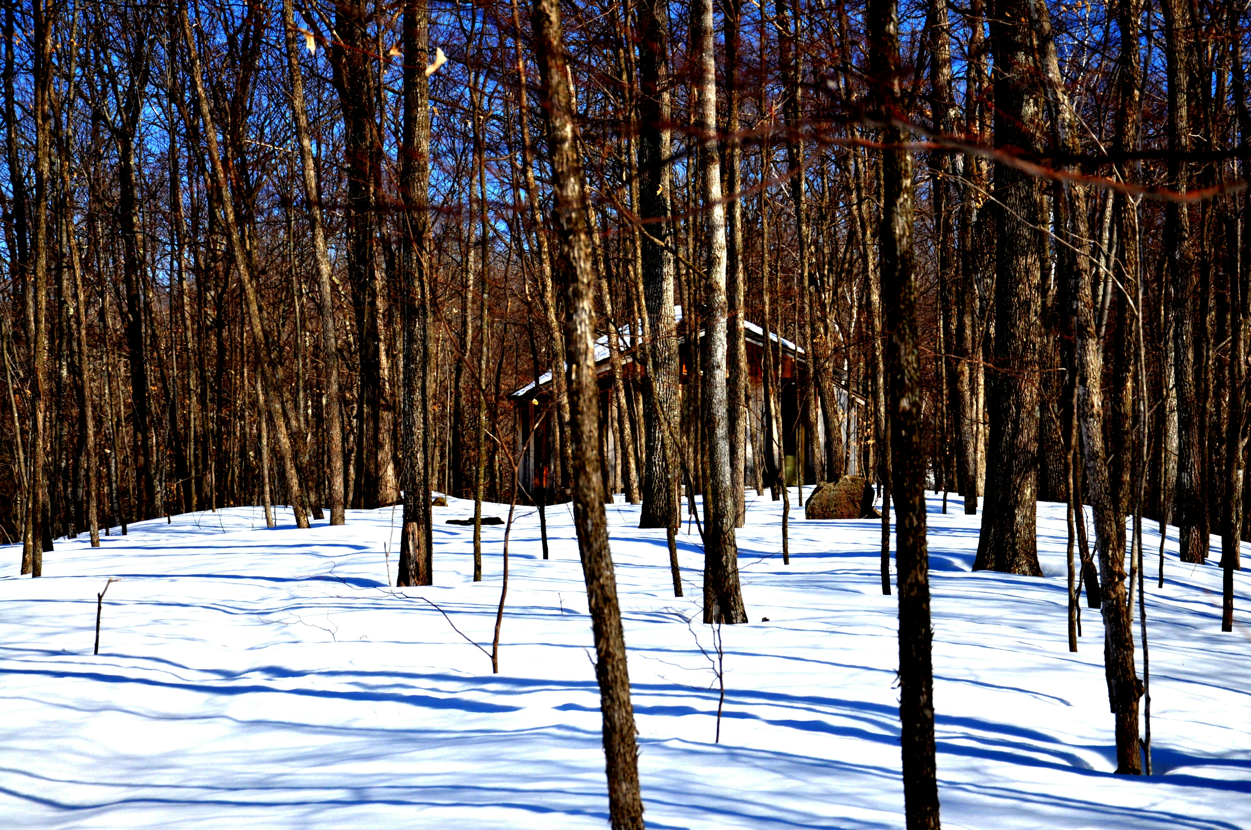 A secluded cabin nestled among barren trees in a snowy landscape, with shadows cast by the branches. The scene evokes a sense of tranquility and isolation.
