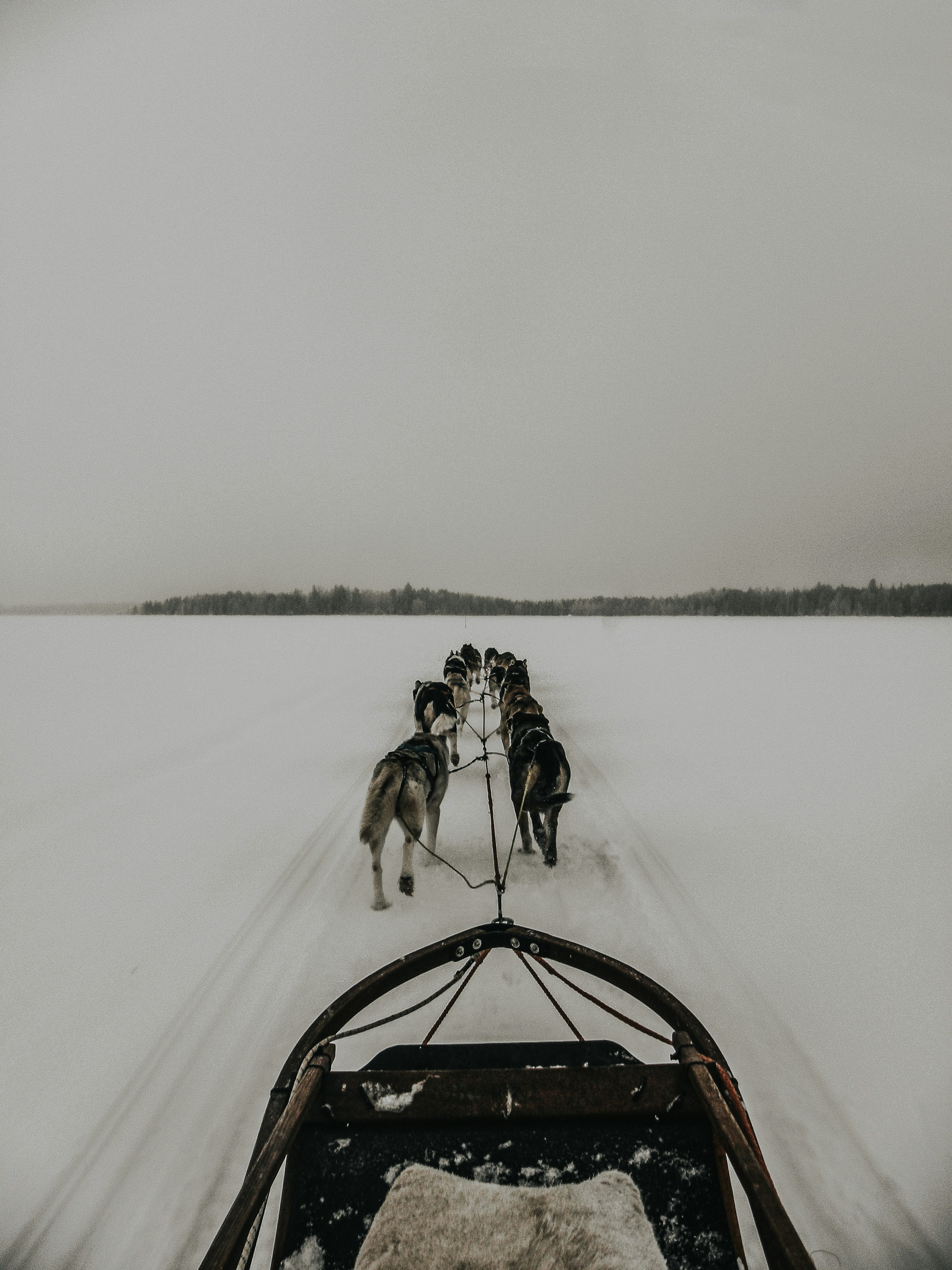 Huskies pulling a sled across a vast snowy landscape under a cloudy sky. The scene captures the essence of winter adventure.