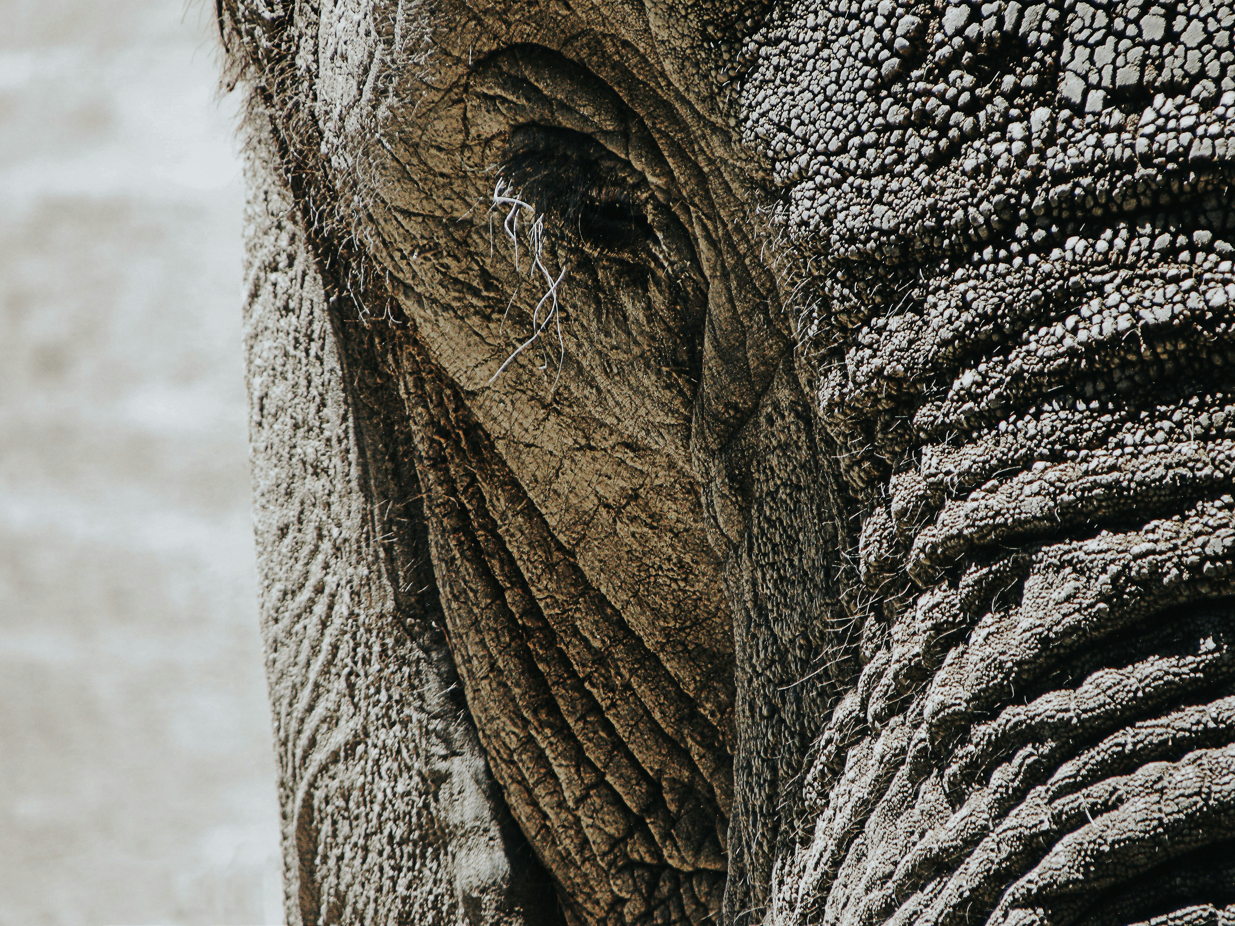 gray elephant photo – Free Grey Image on Unsplash