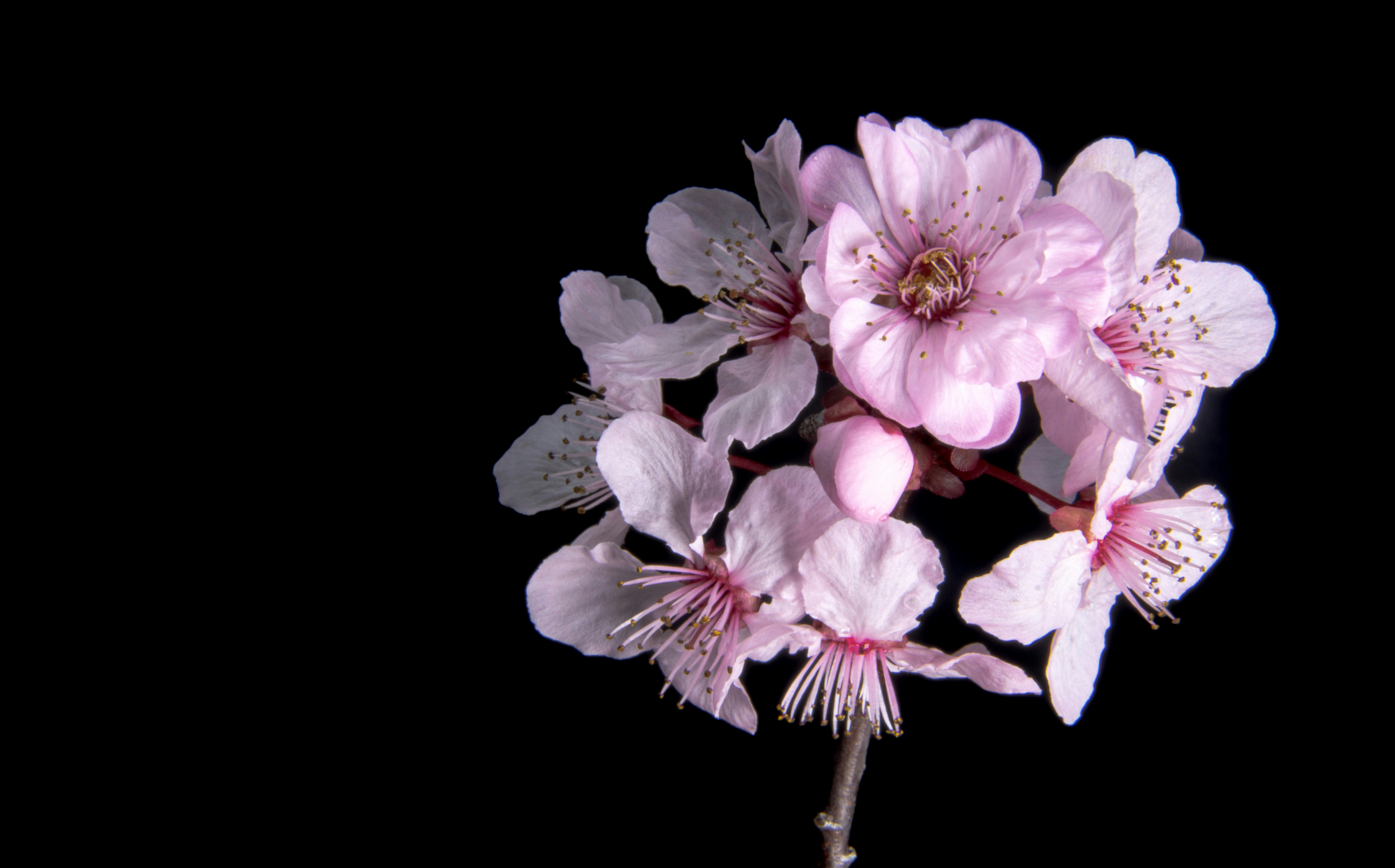 Sakura in Velvet Black: A Close-Up of Pink Petals
