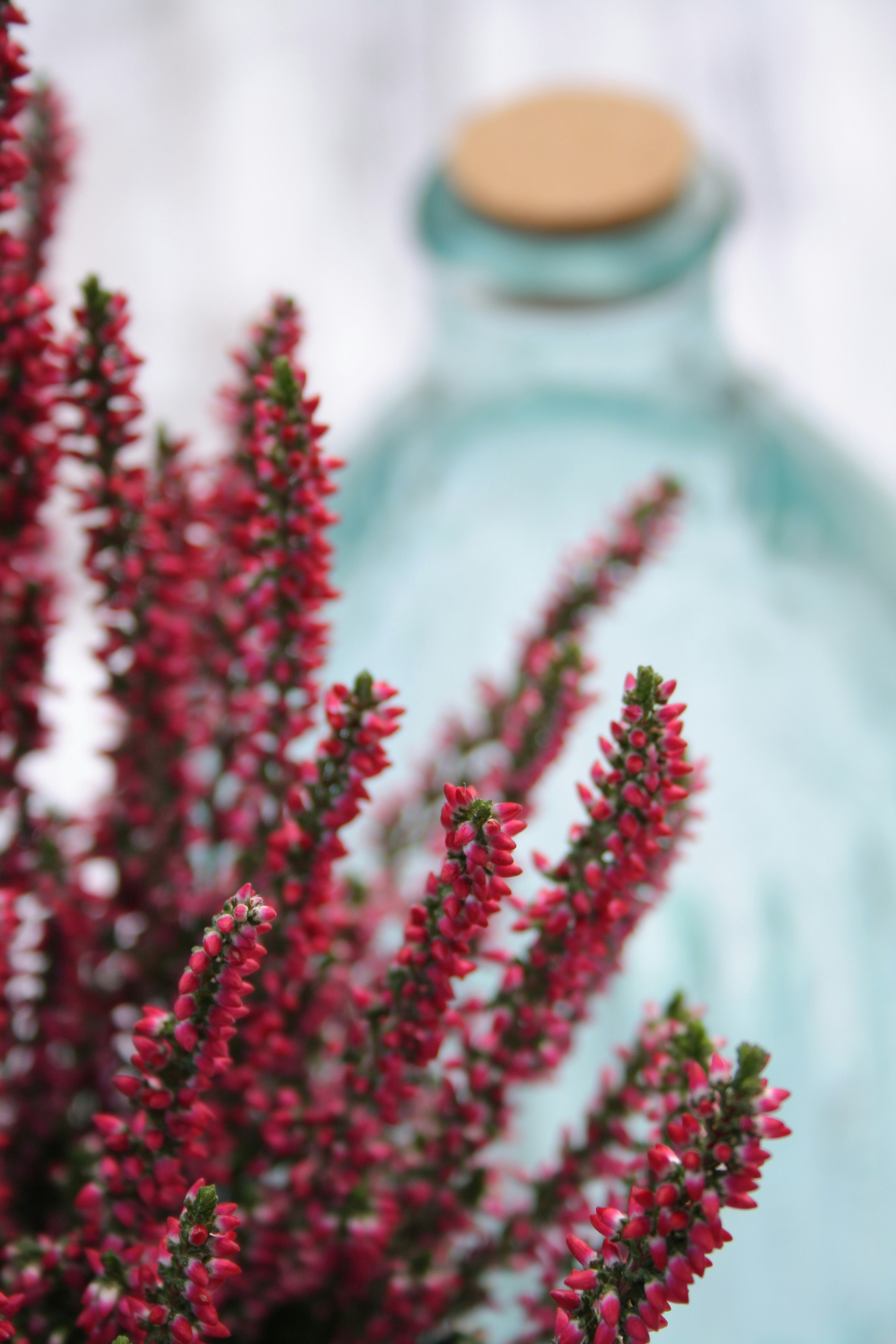 Crimson Spike Flowers Framed by a Pale Teal Bottle