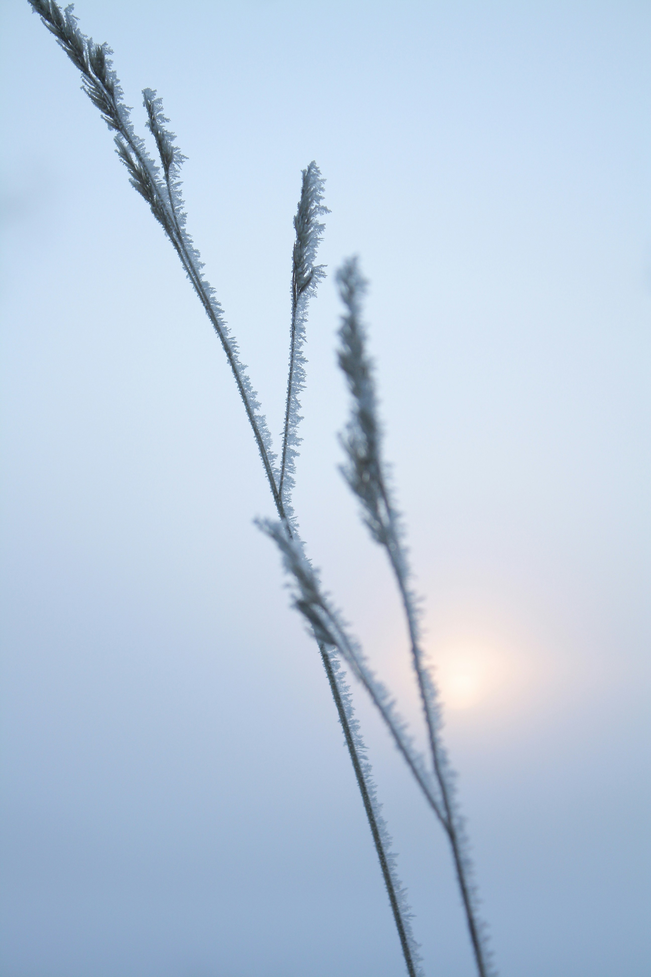 Icicle-Stitched Reeds Against a Quiet Winter Dawn