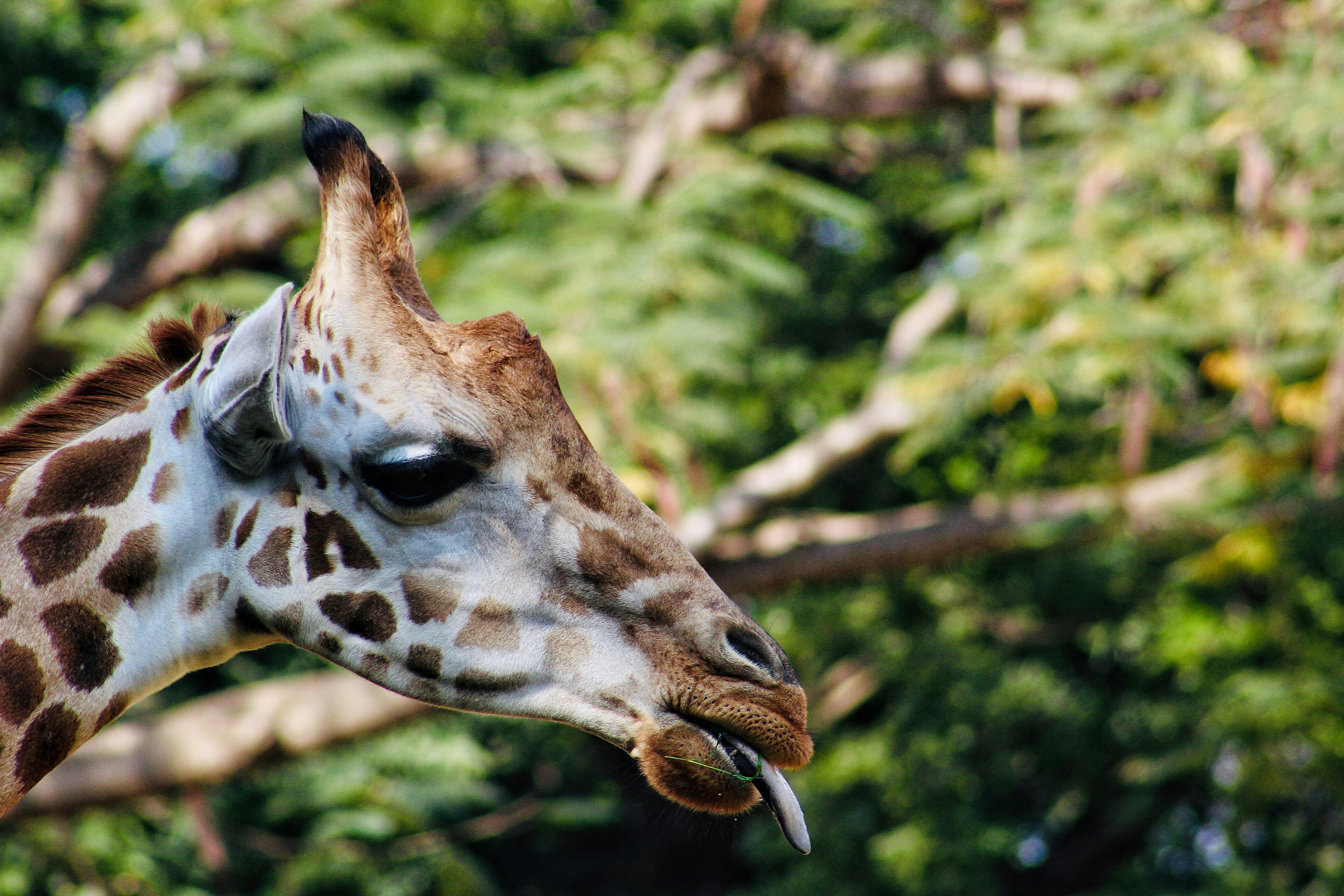 Profile of a giraffe in soft afternoon light against a leafy backdrop