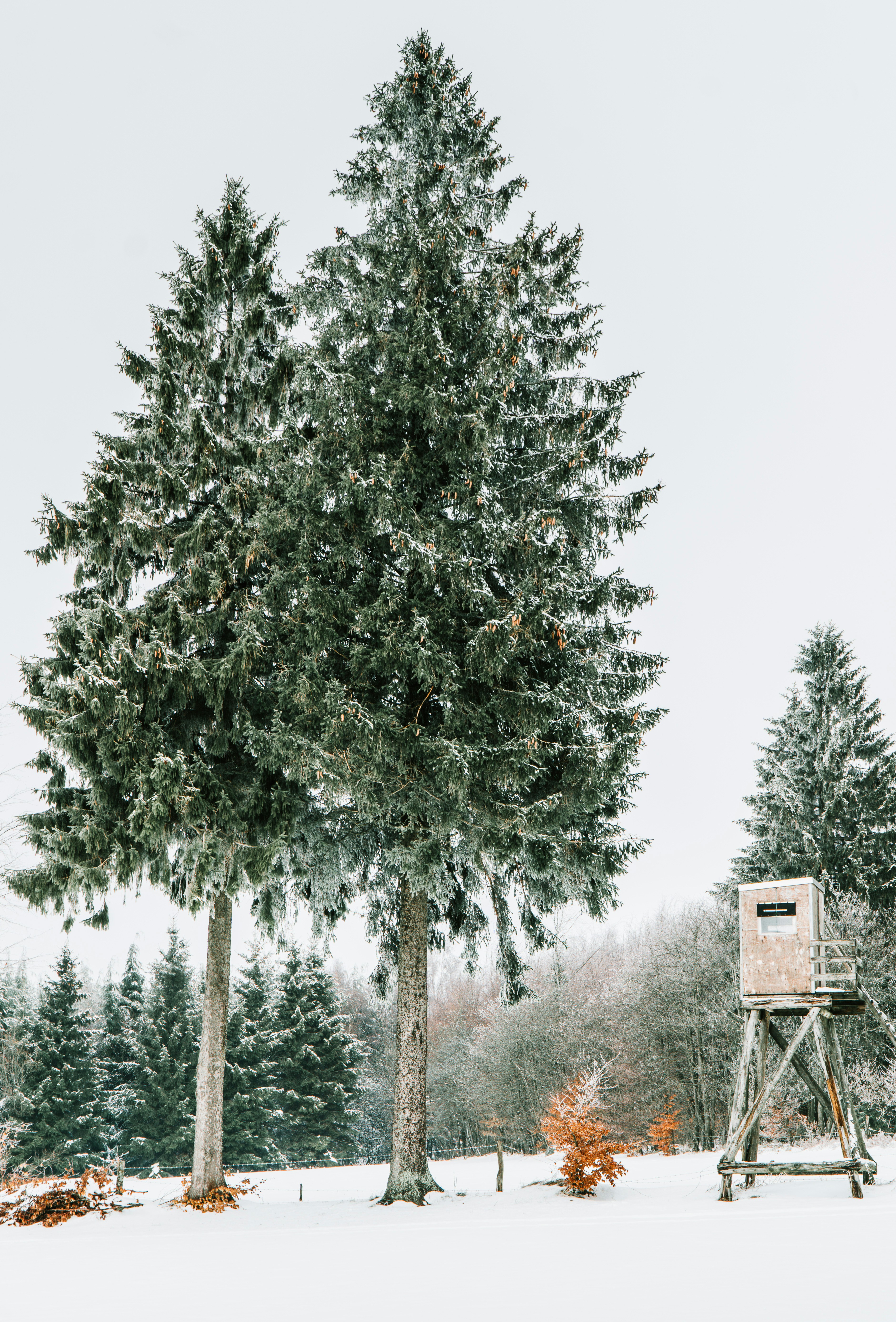 wooden tower near trees during winter