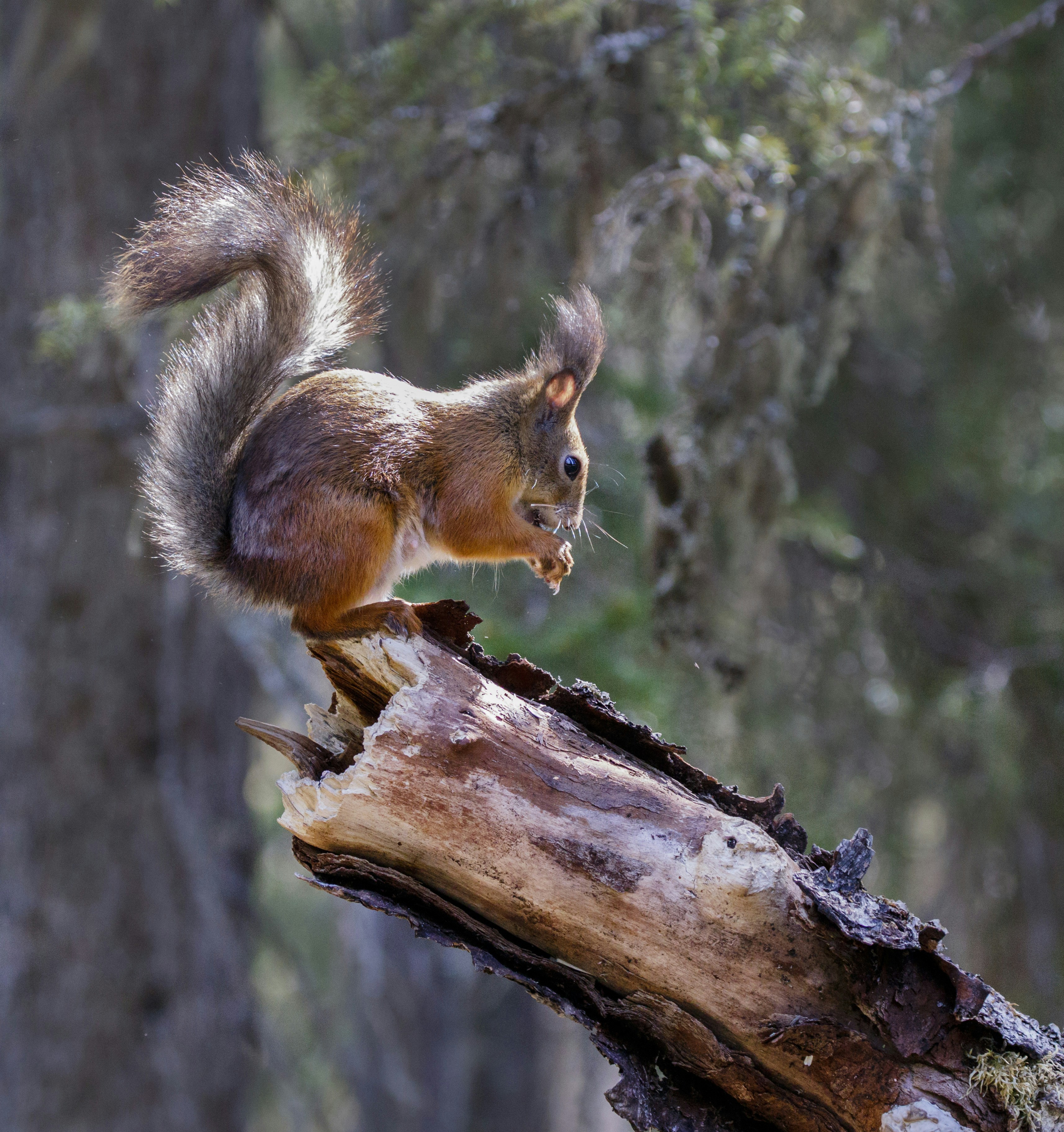 Squirrel on fall tree photo – Free Animal Image on Unsplash