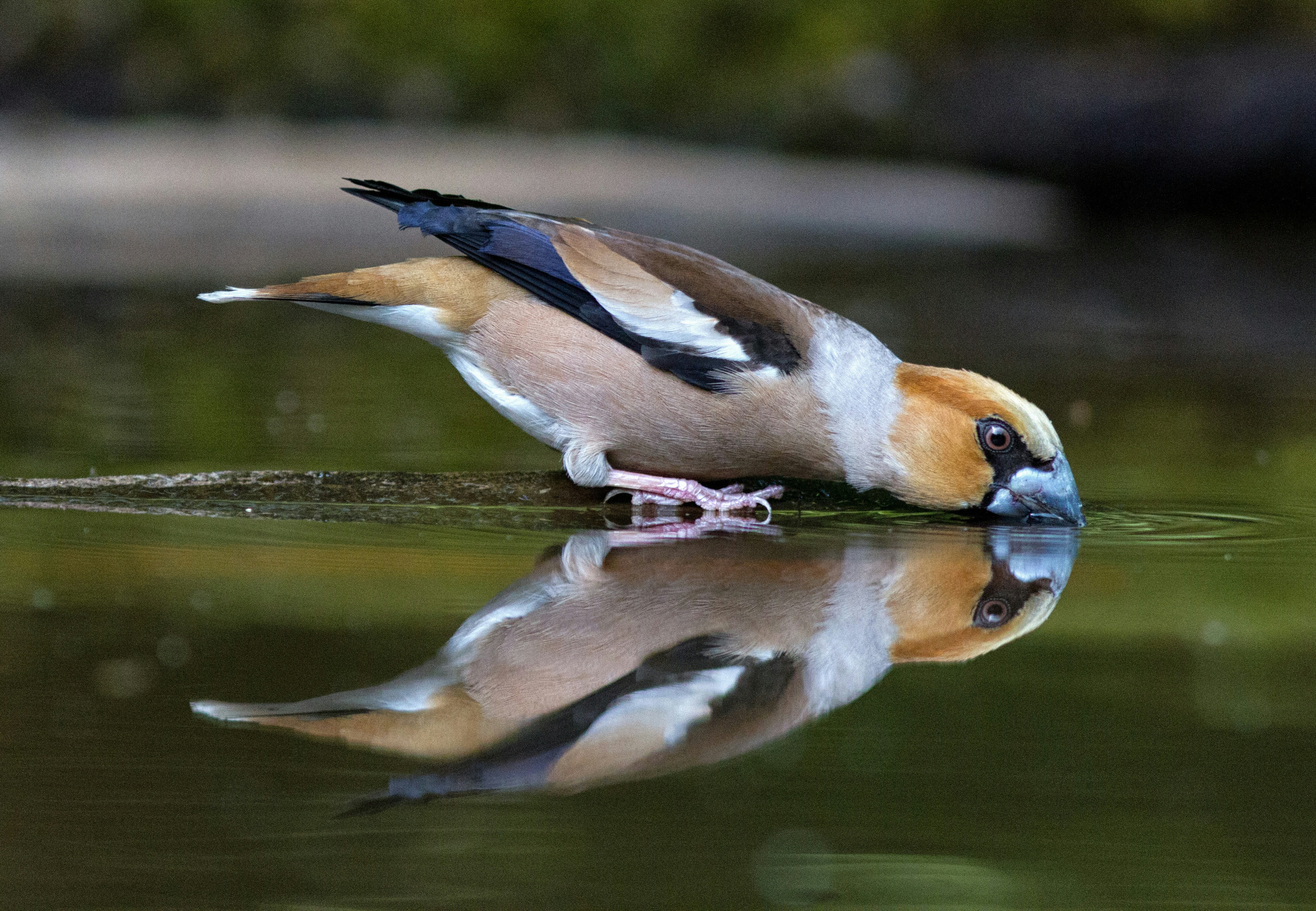 Beak at the Surface: A Quiet Sip and Its Mirror Image
