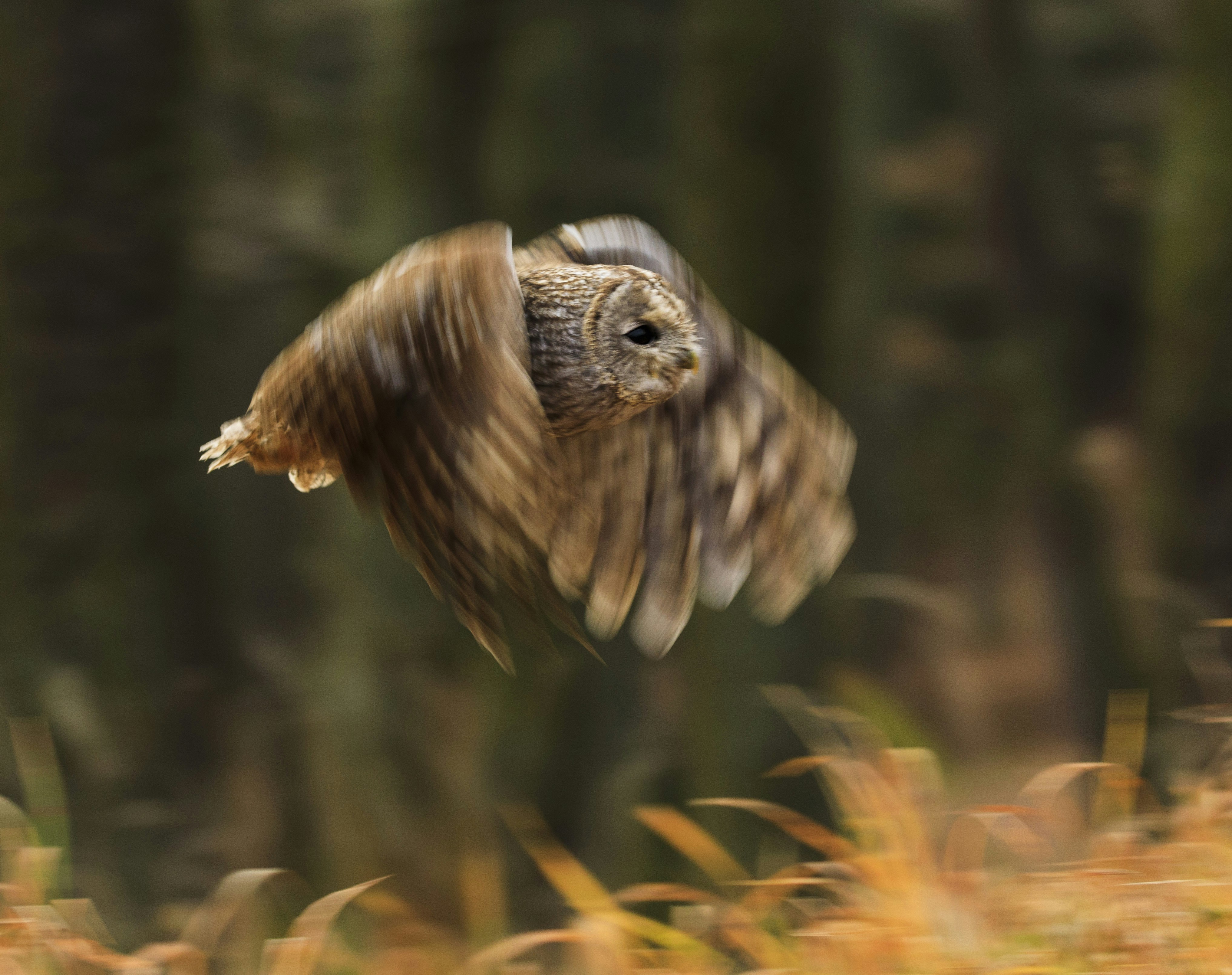 Brown owl flying during daytime photo – Free Czech republic Image on ...