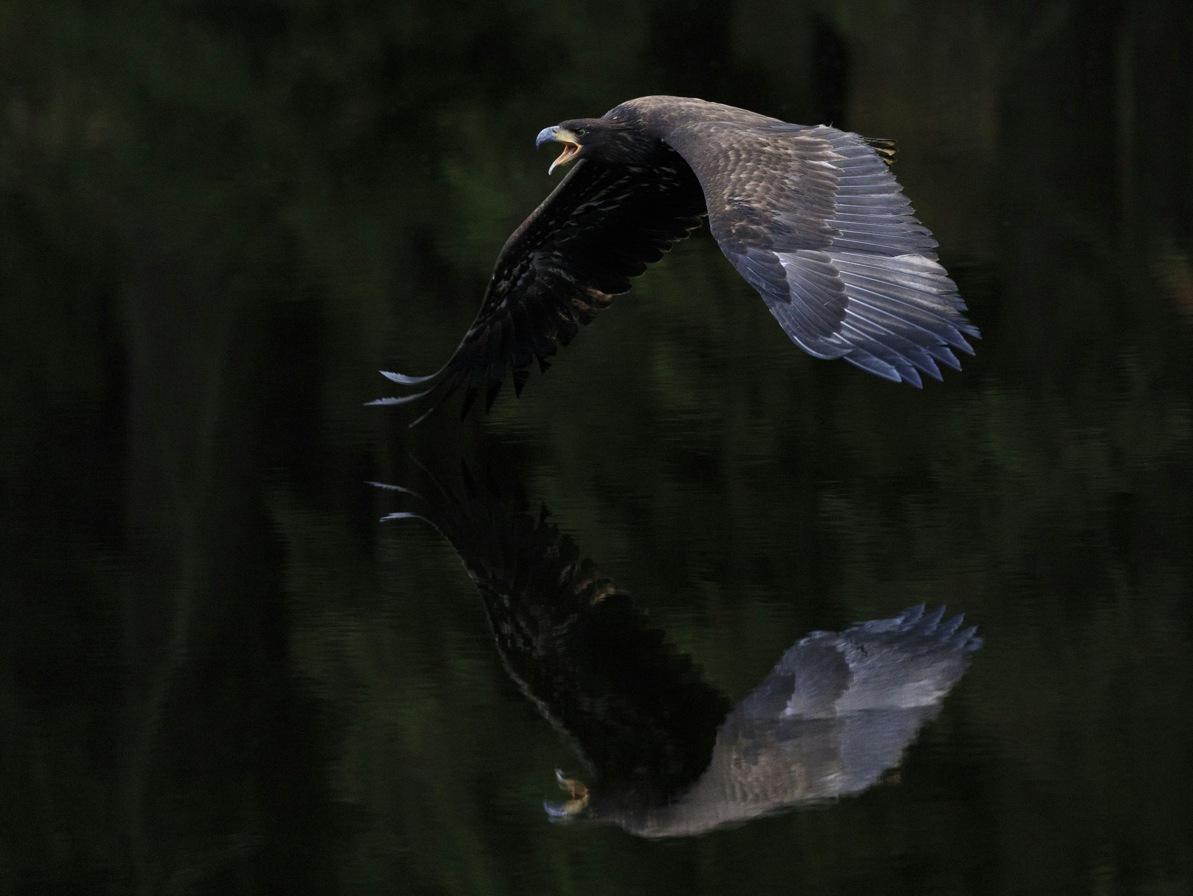 Glide and Mirror: A Dark Raptor Over a Silent Lake