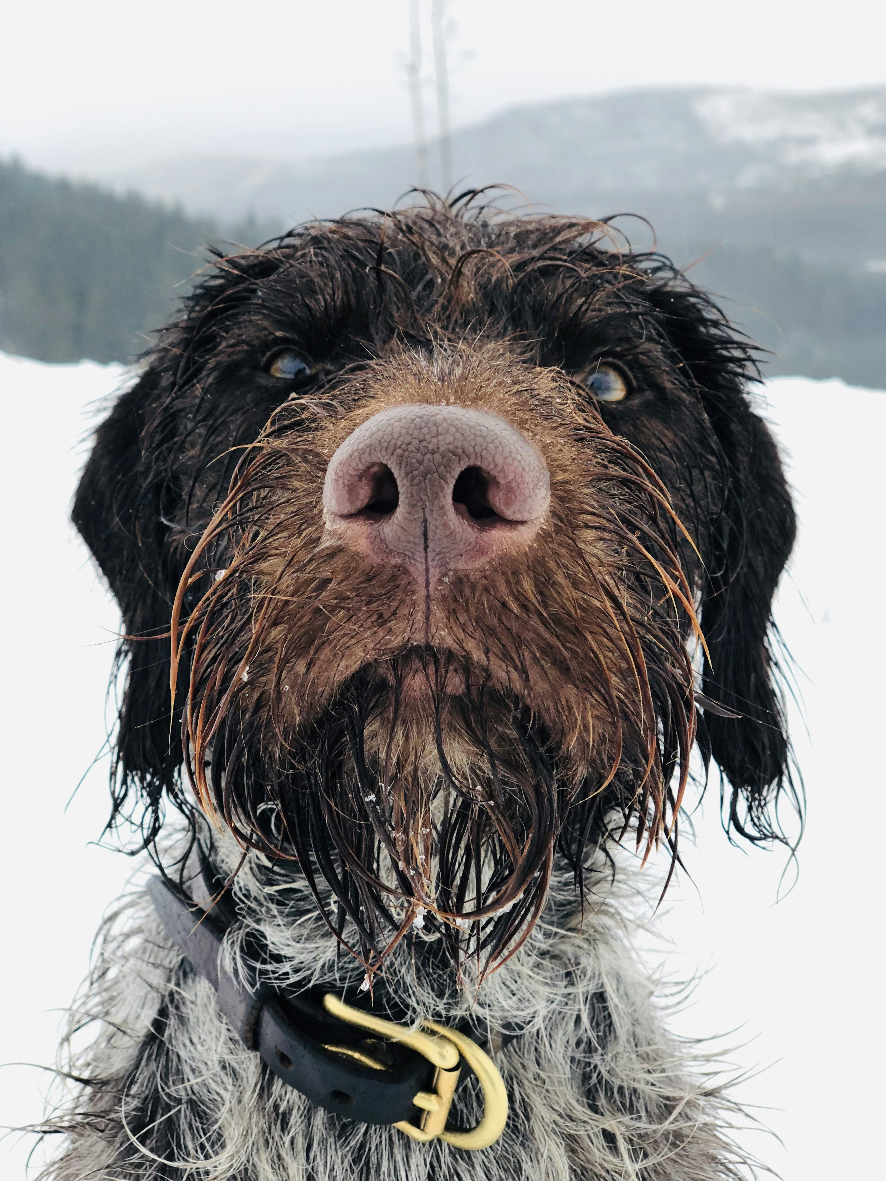 Close-up of a wet dog with a thick coat, showcasing its expressive face and snowy surroundings.