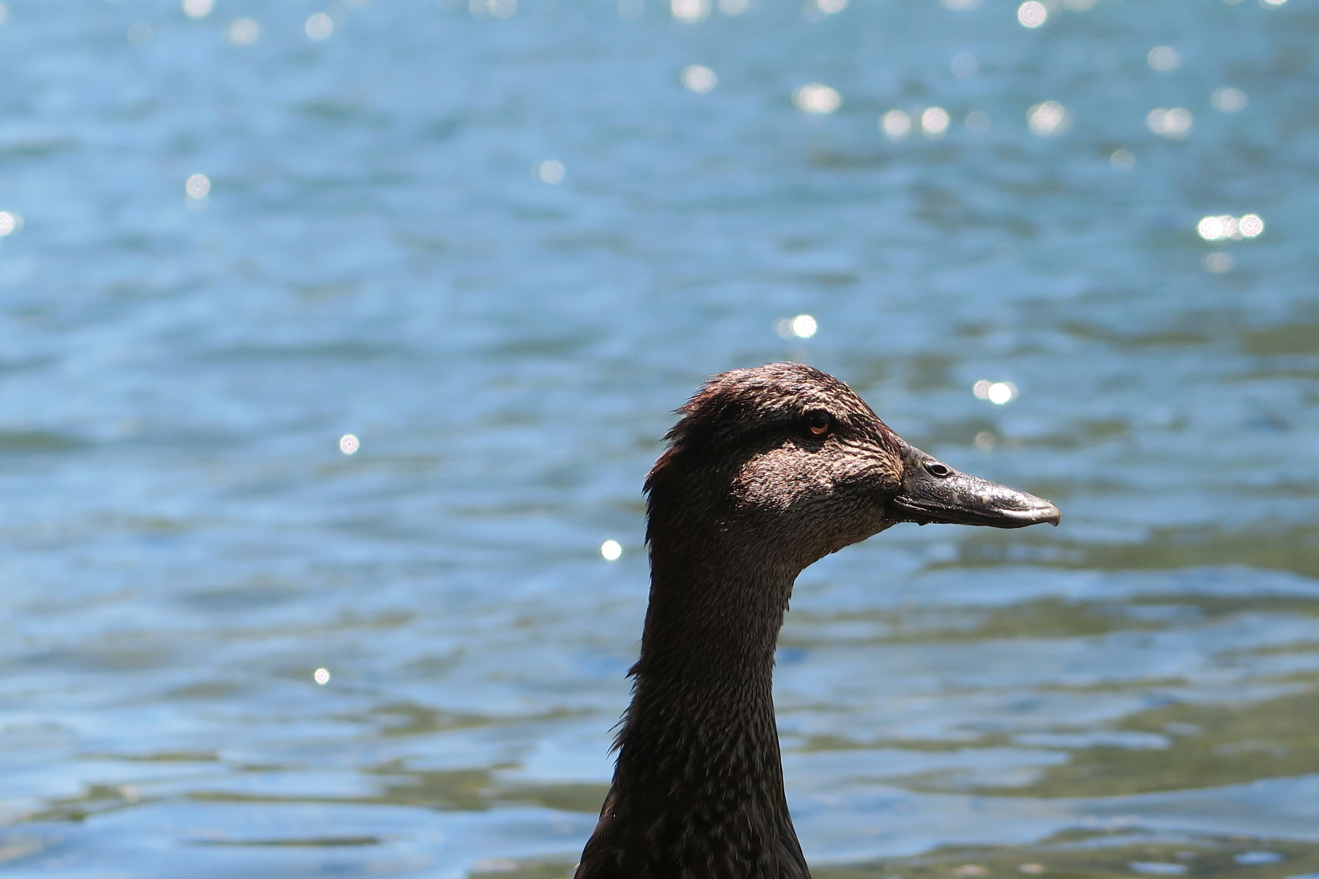 A dark-feathered duck gazes thoughtfully at the shimmering water, capturing the serene essence of nature. The rippling surface reflects the soft light, enhancing the tranquil atmosphere.