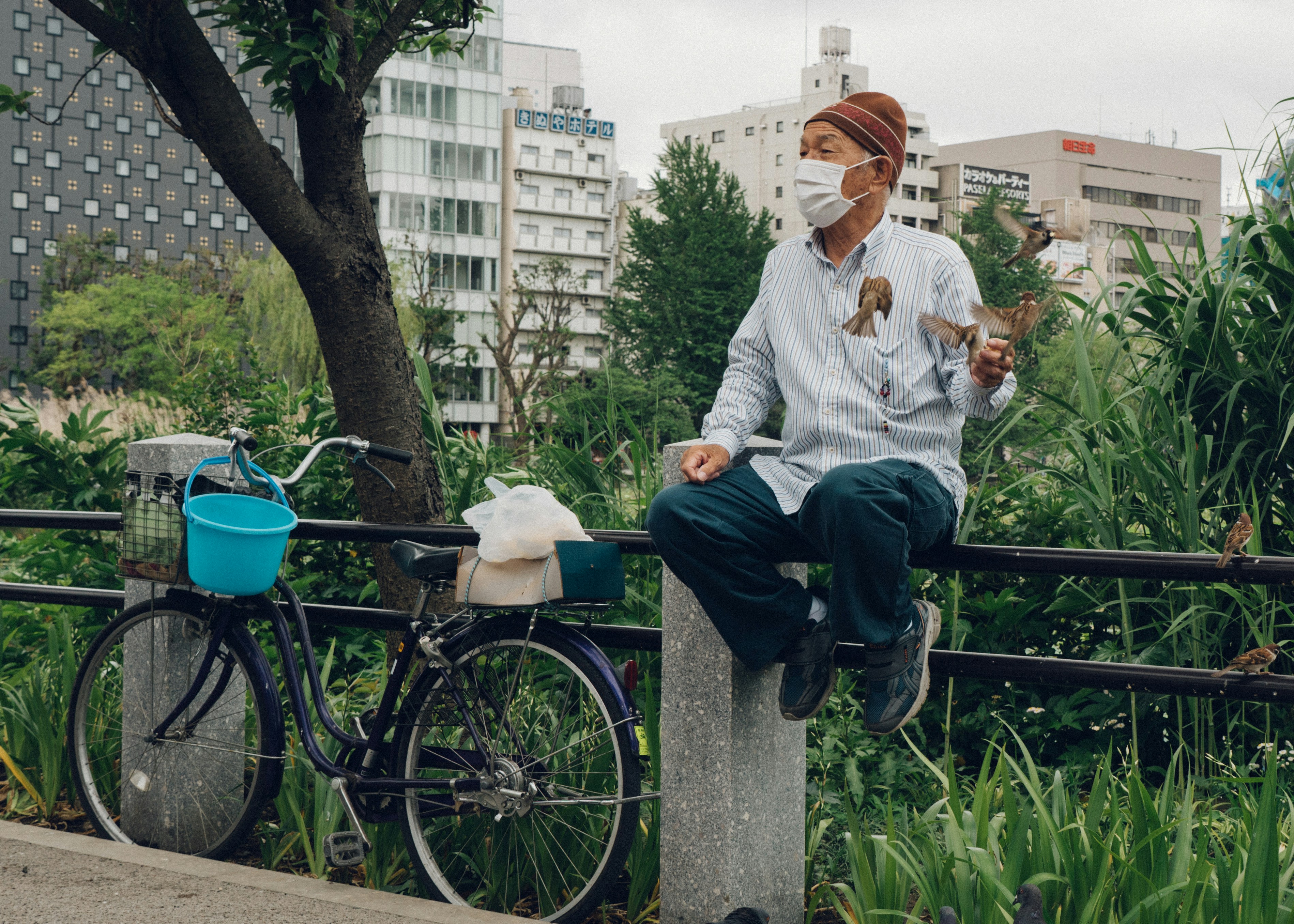 Elderly man seated on a railing with a bicycle nearby, interacting with birds in a lush urban park setting.