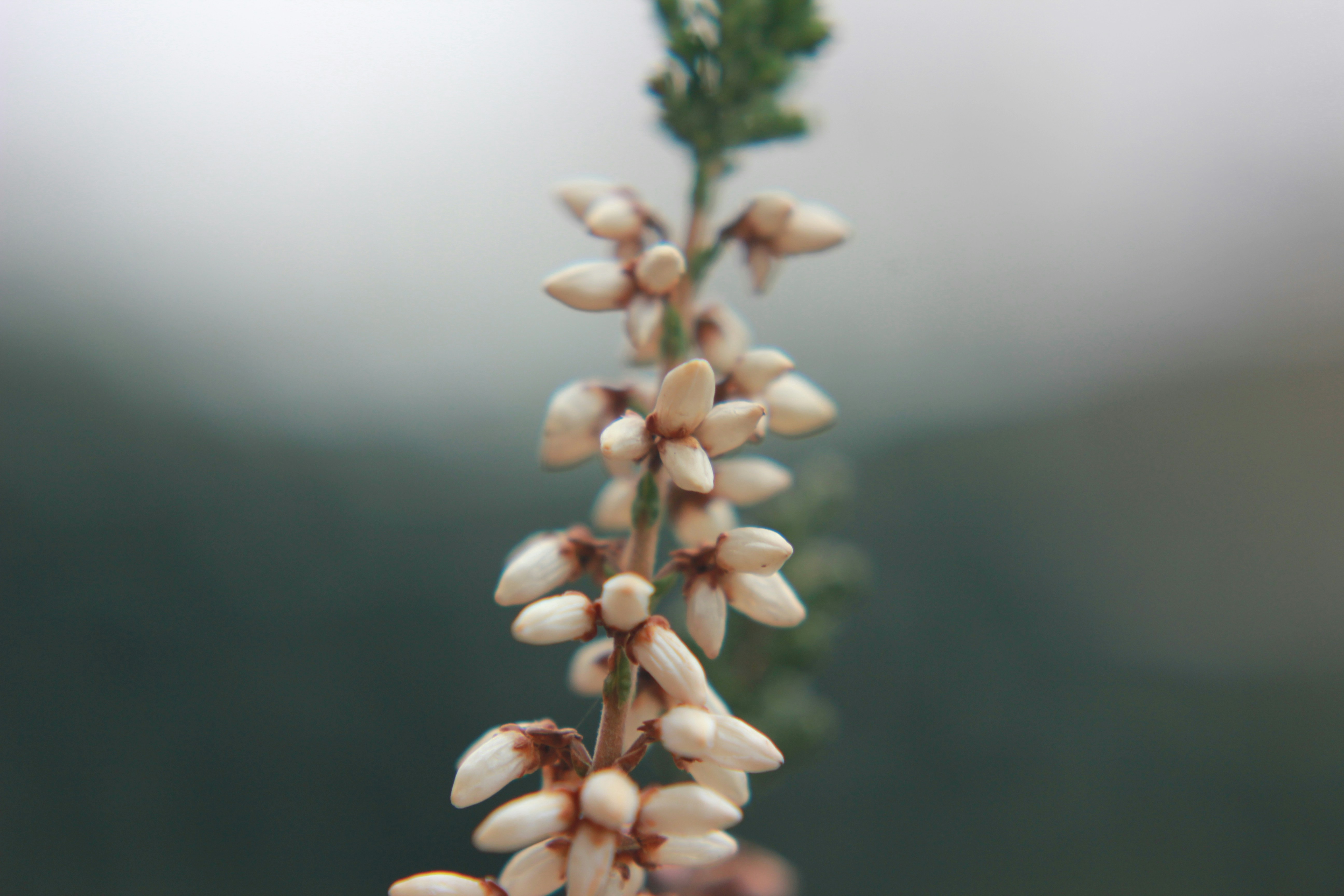 Close-Up Reverie: Pale Blossom Spike in Quiet Bokeh