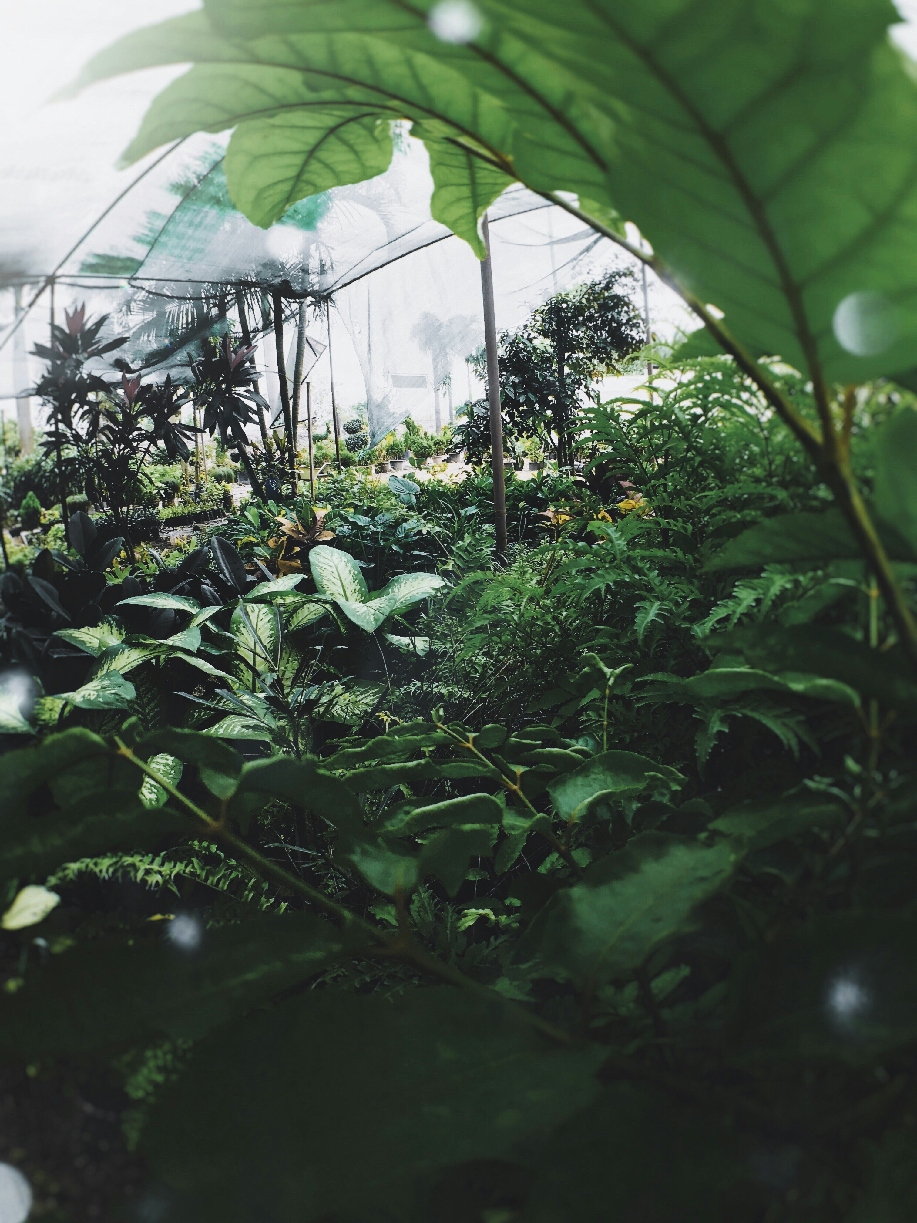 Green leafed plant photo – Free Forest Image on Unsplash