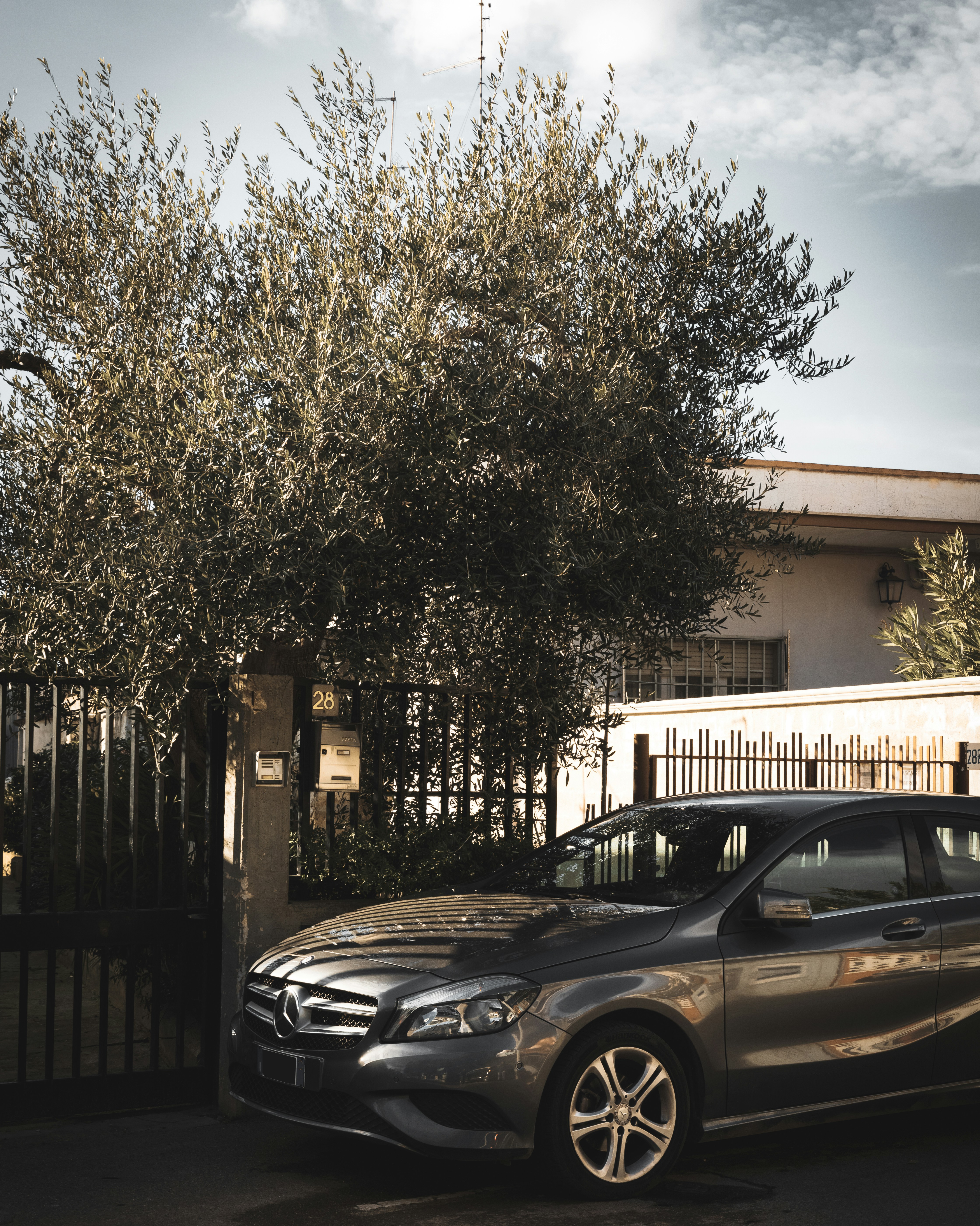 Mercedes by the Wrought-Iron Gate Under Olive Canopy