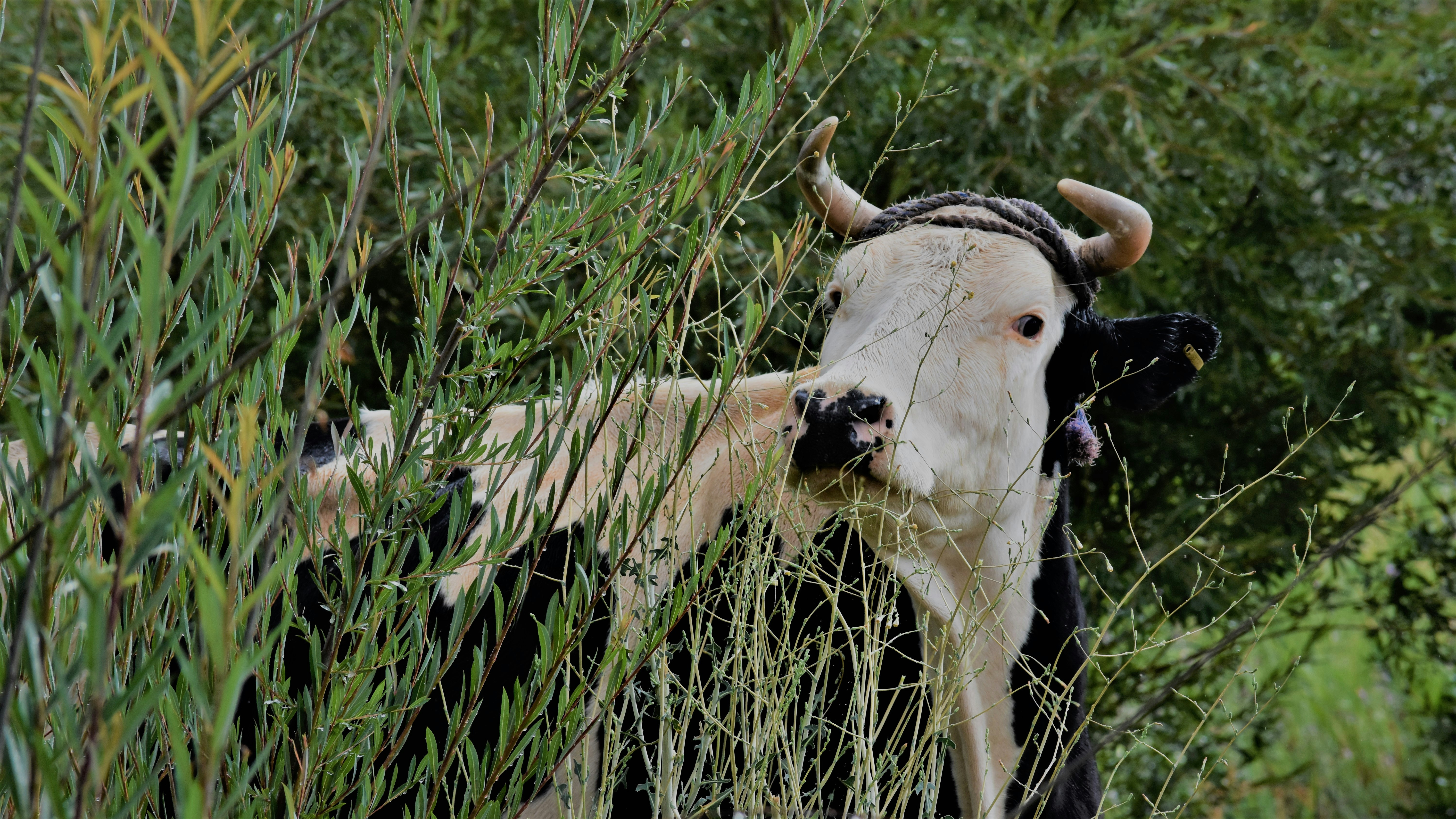 White cow photo – Free Iran Image on Unsplash