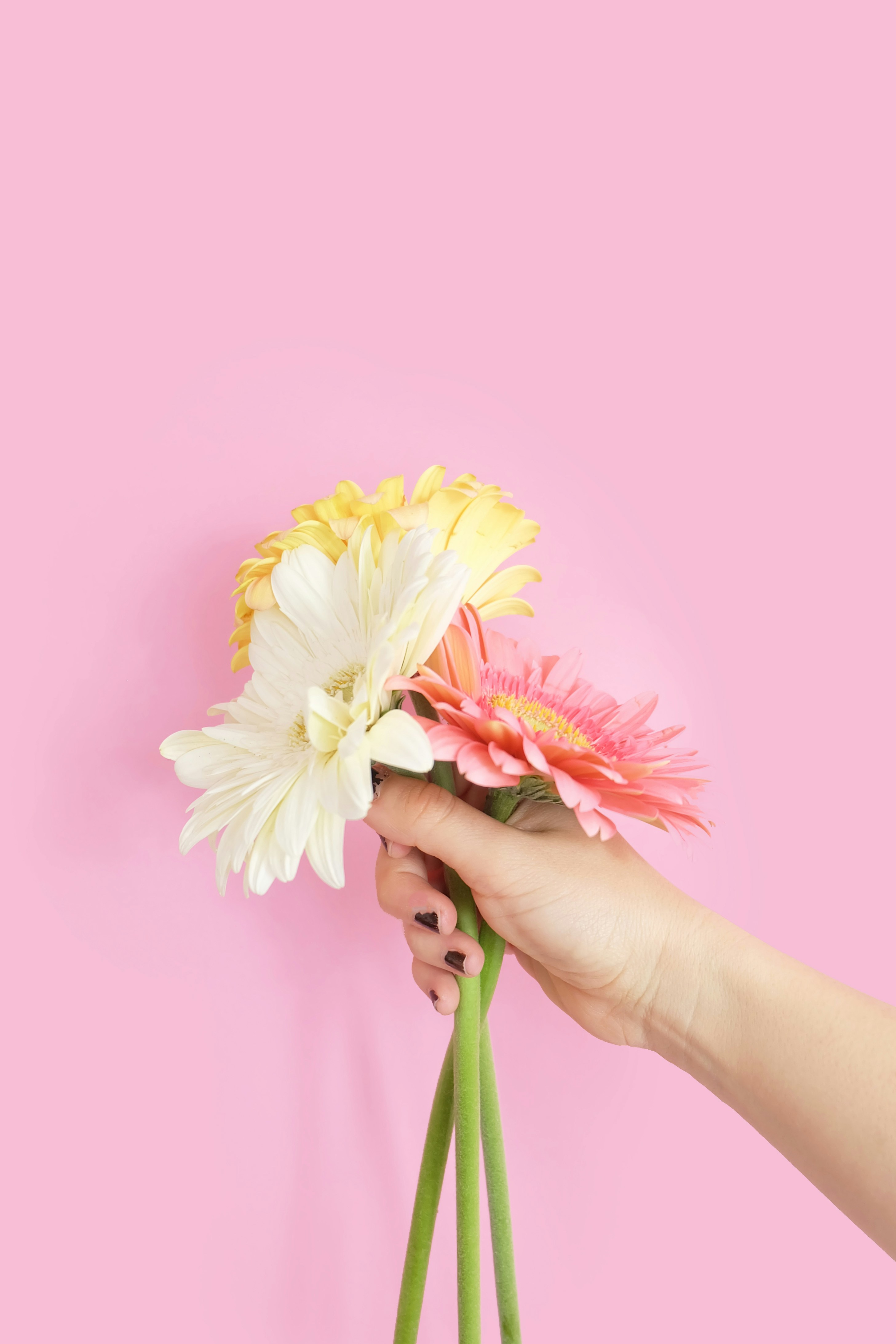 Hand holding a vibrant bouquet of gerbera daisies with a soft pink background.