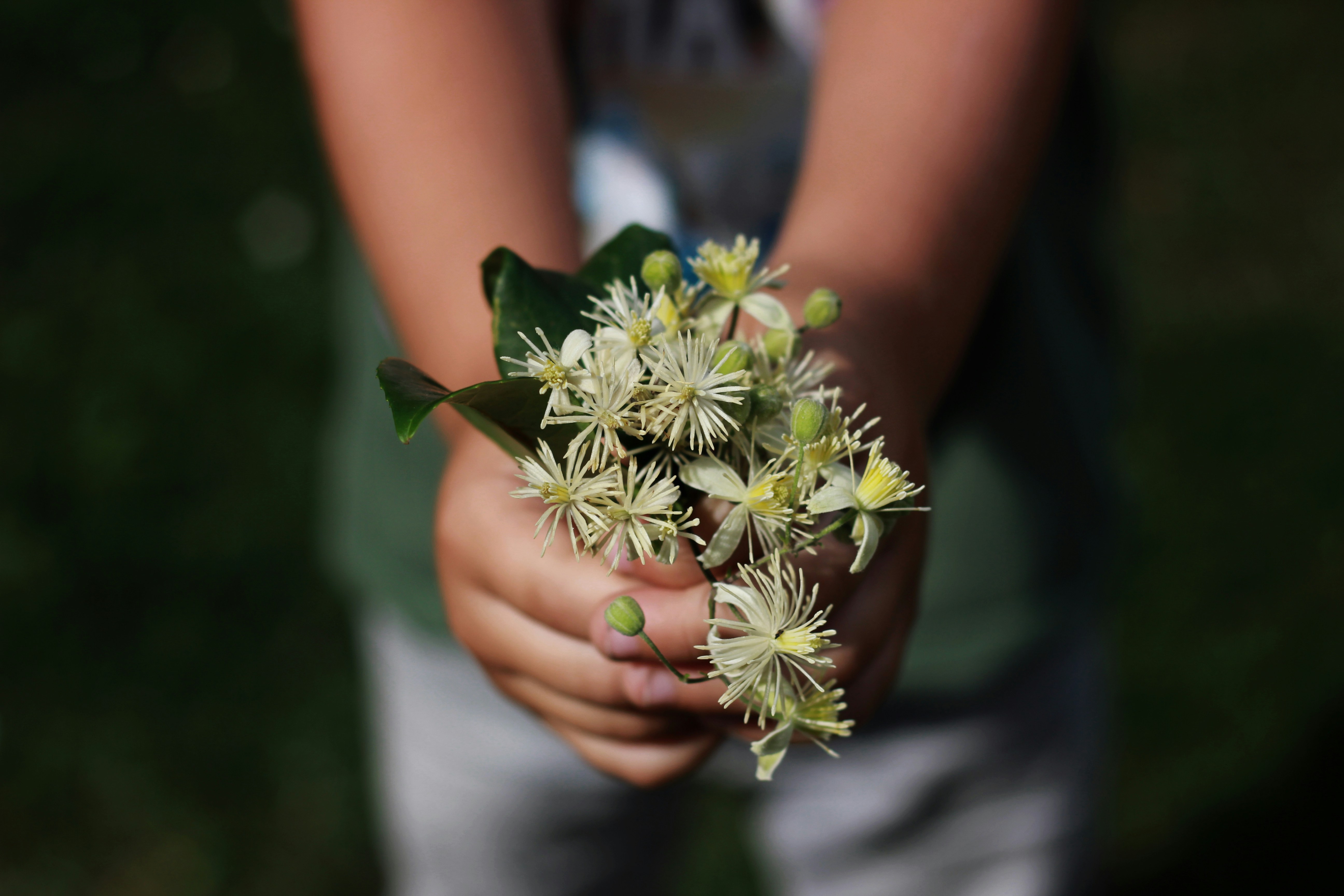 Hands Offer a Tiny Starflower Bouquet in Soft Focus